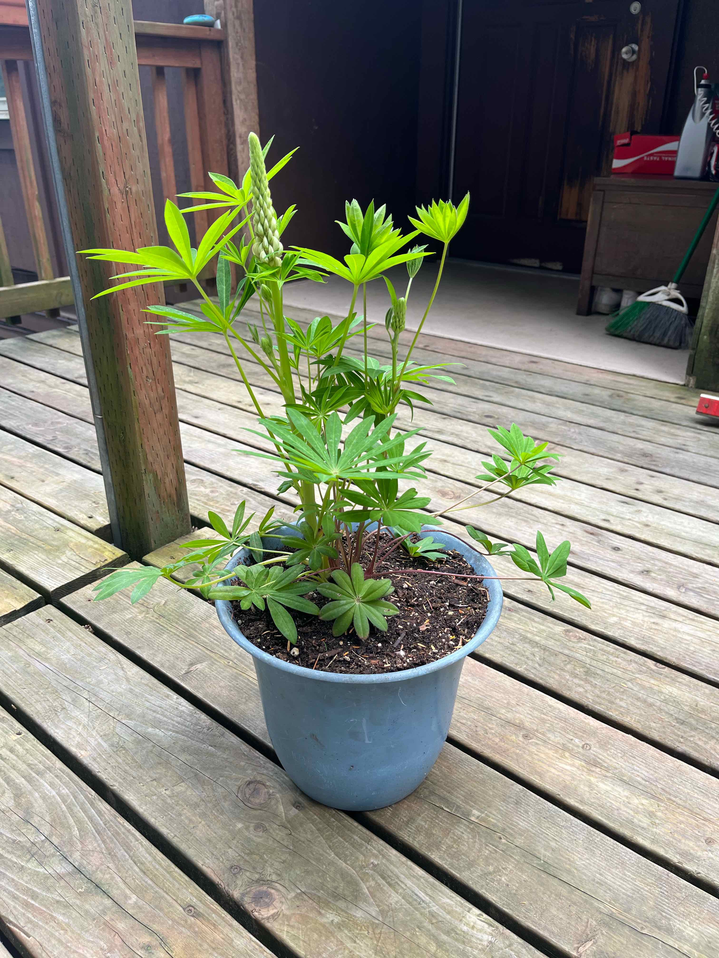 How to Propagate Your Big-Leaved Lupine
