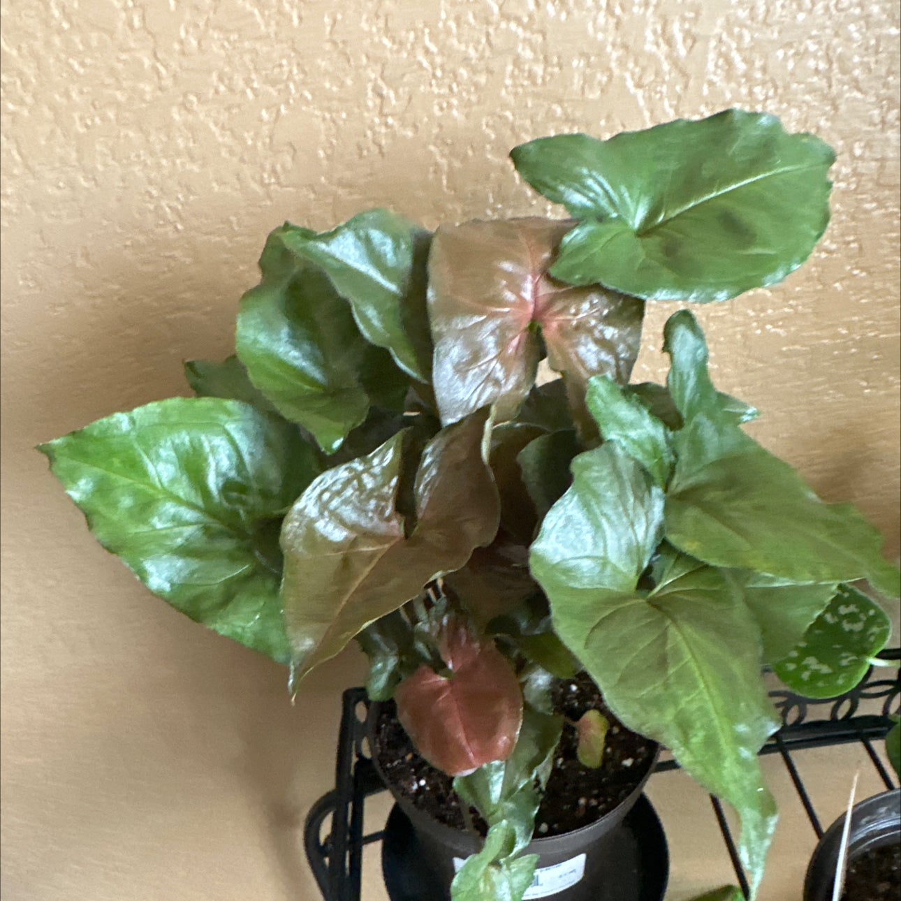 🌤 My Syngonium 'Maria Allusion''s Light Needs