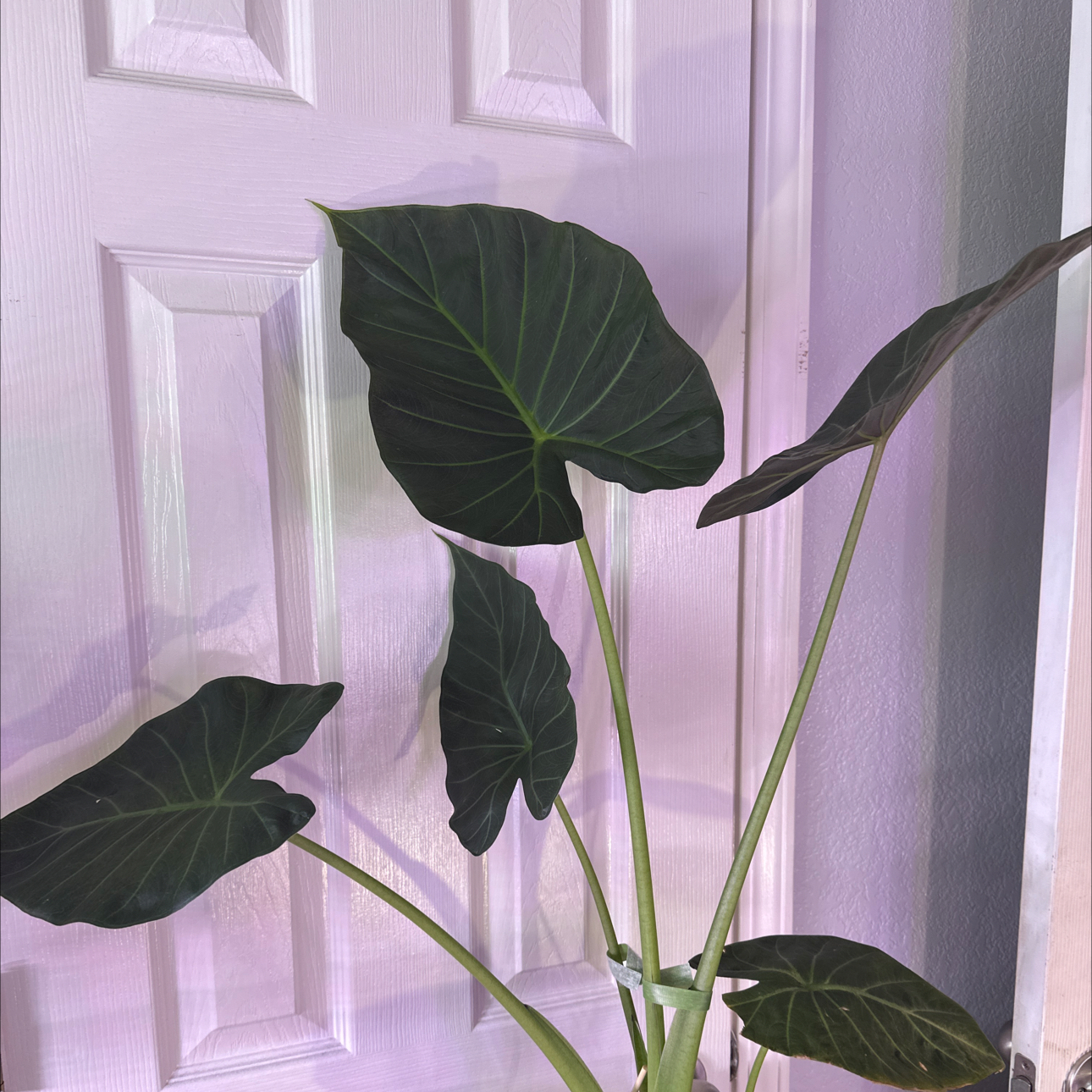 Rihanna | A plant by @Happyplantlady on Greg