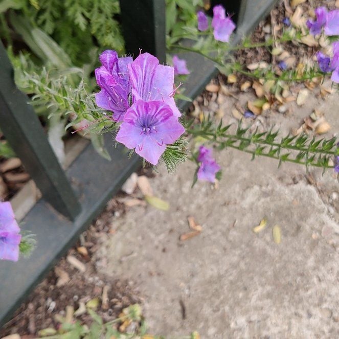 Common Viper's-Bugloss Plant Care: Water, Light, Nutrients | Greg App 🌱