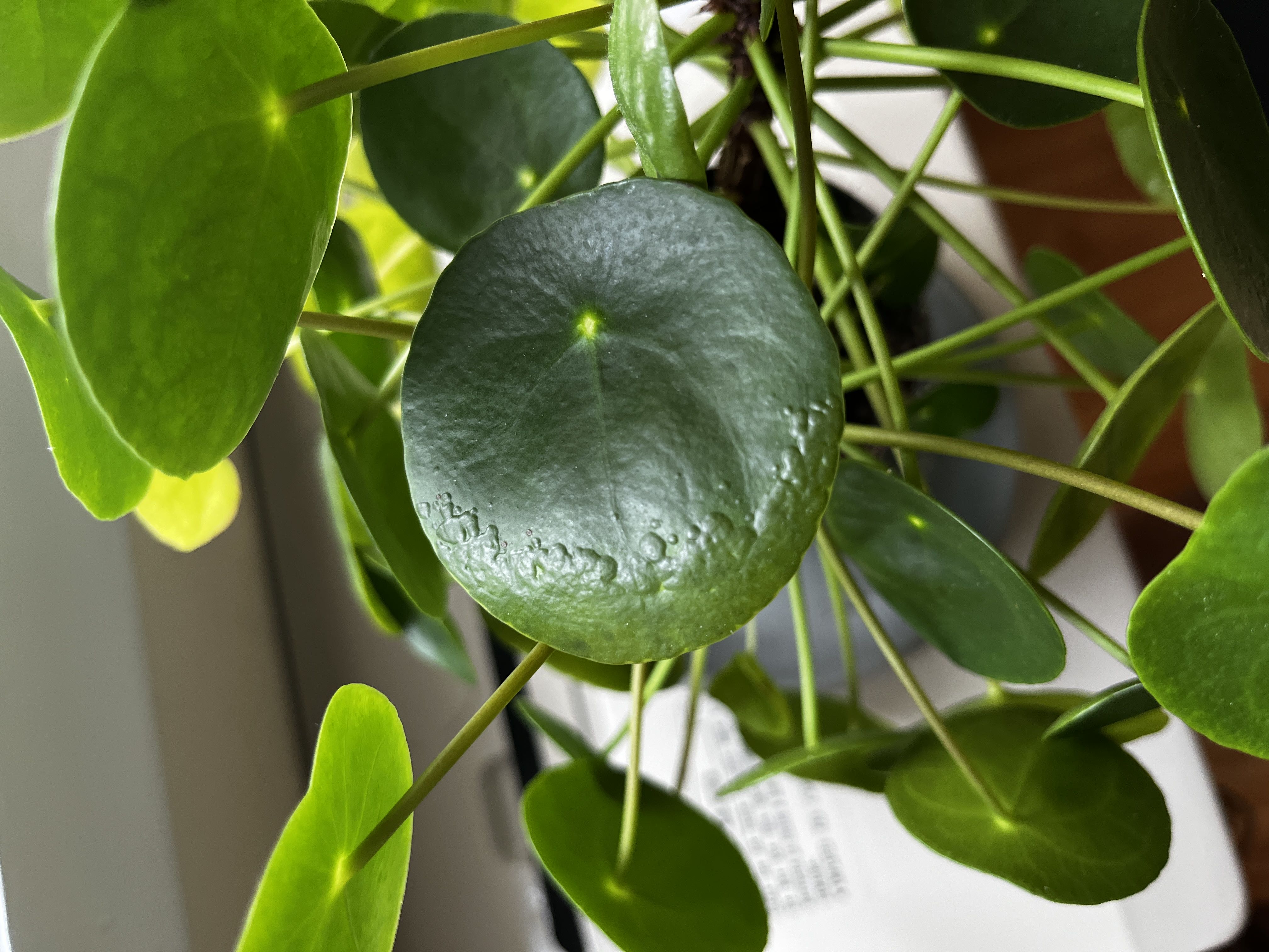 Propagating Your Friendship Plant: Step-by-step Guide