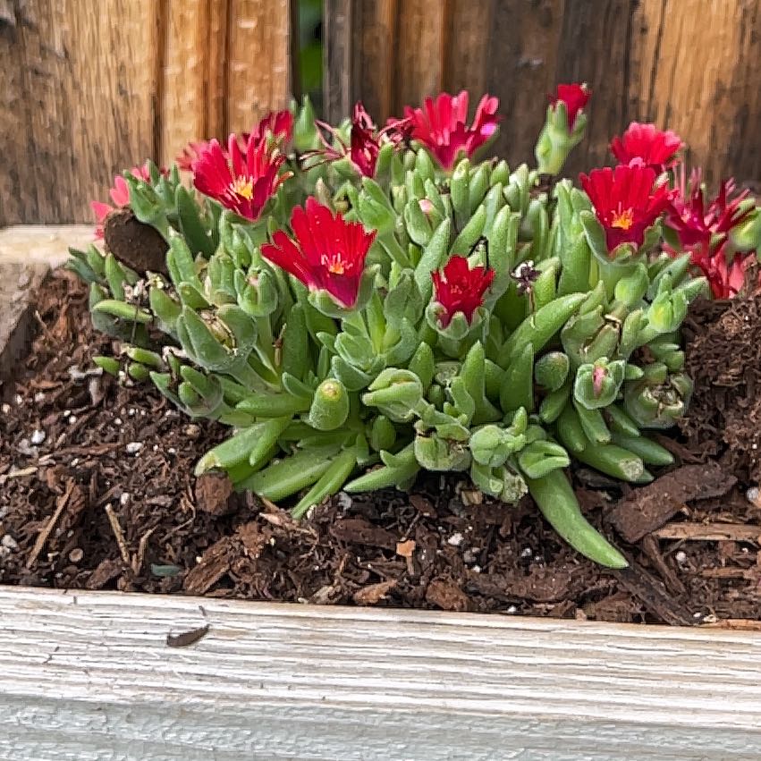 Soil Recommendations for Coppery Mesemb