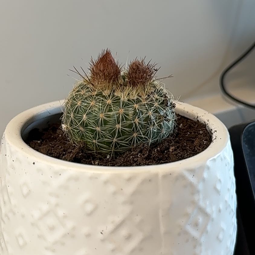 Zeus | A plant by @GuruCuttings on Greg