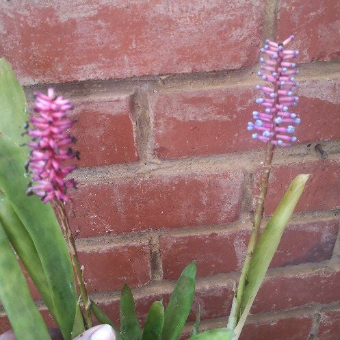 Flaming Torch Plant Care: Water, Light, Nutrients | Greg App 🌱