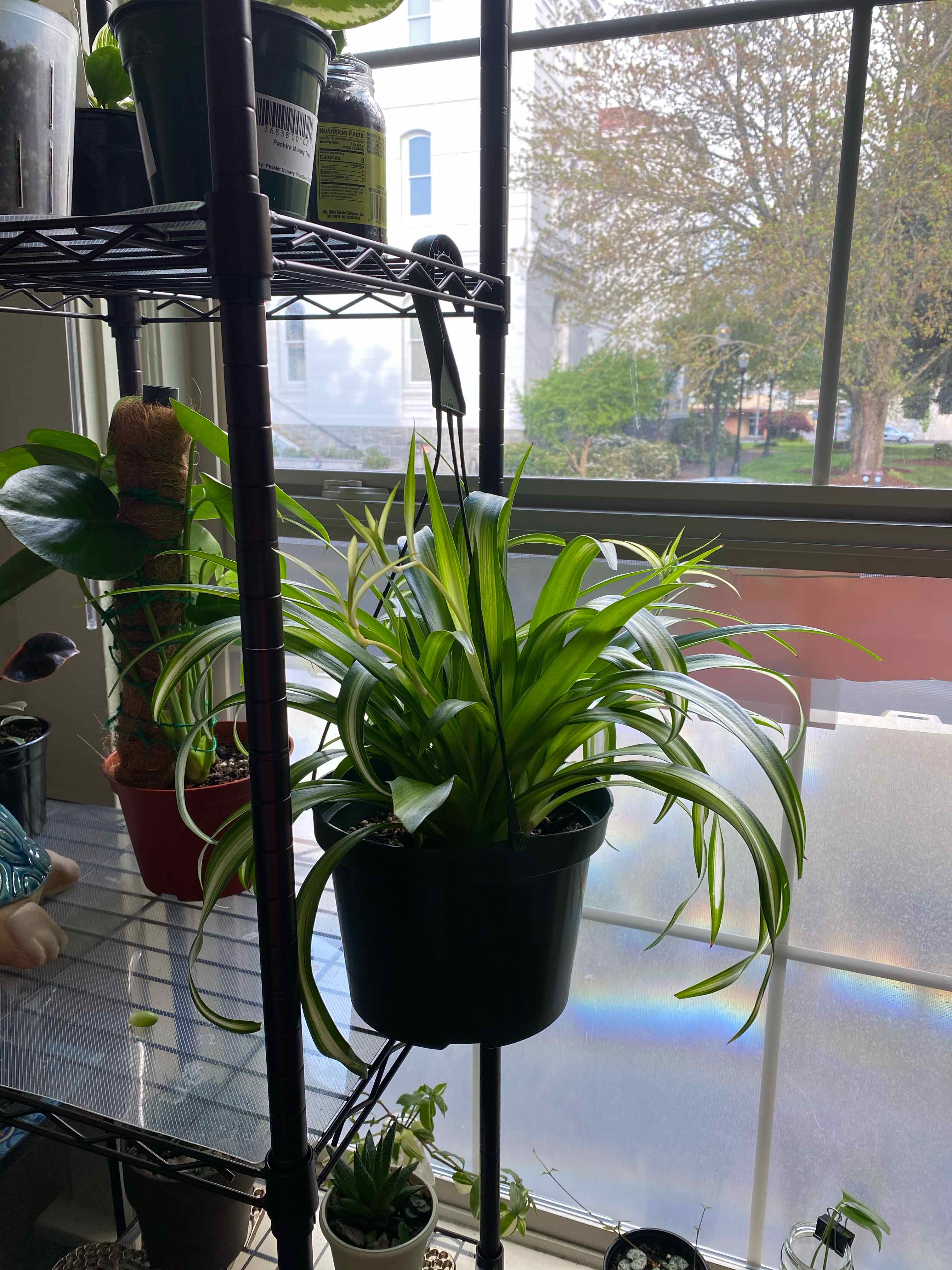 🕷 How Much Humidity Does My Spider Plant Need?