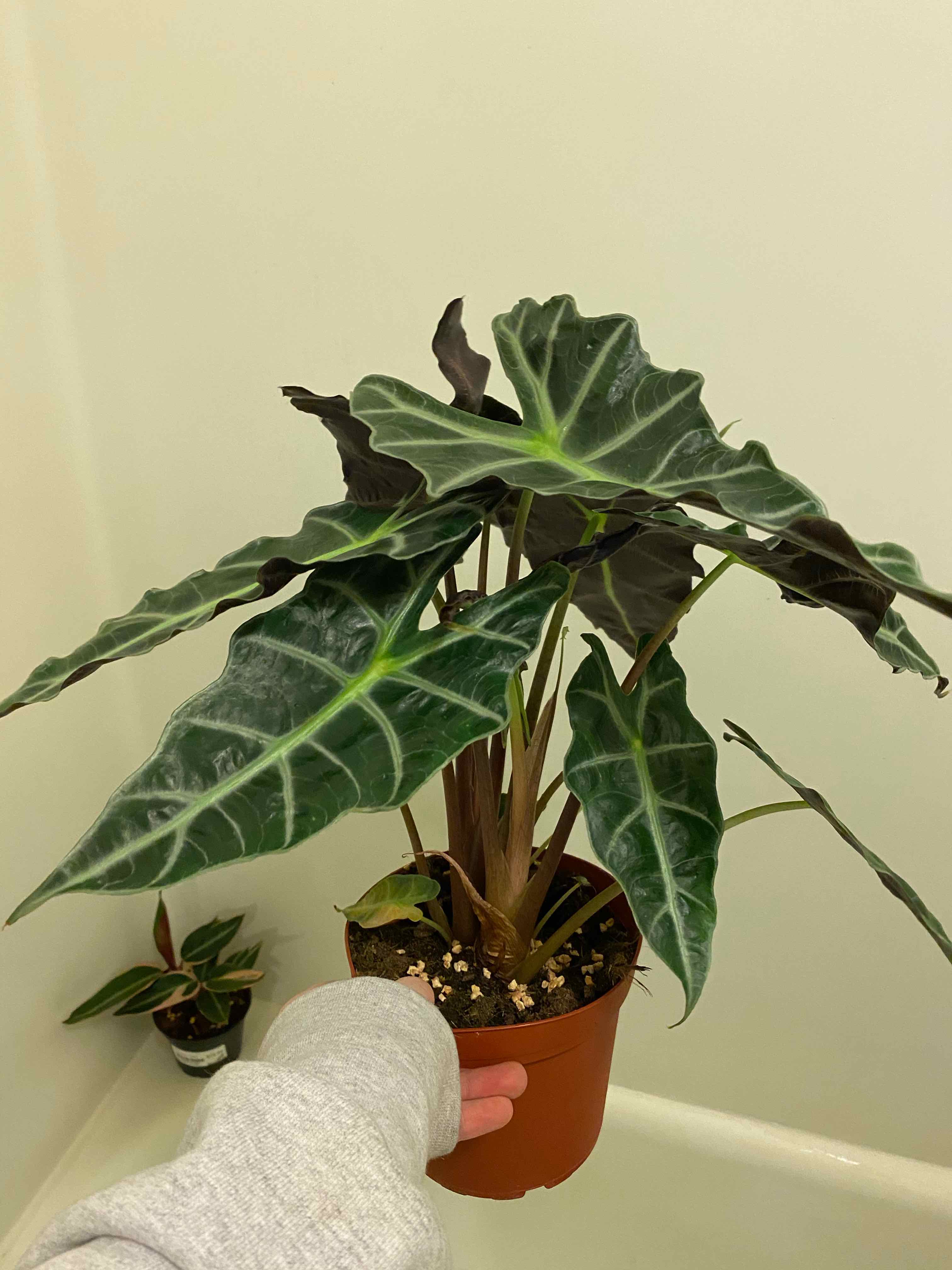 Why Are There Brown Spots On My Alocasia Polly Plant?