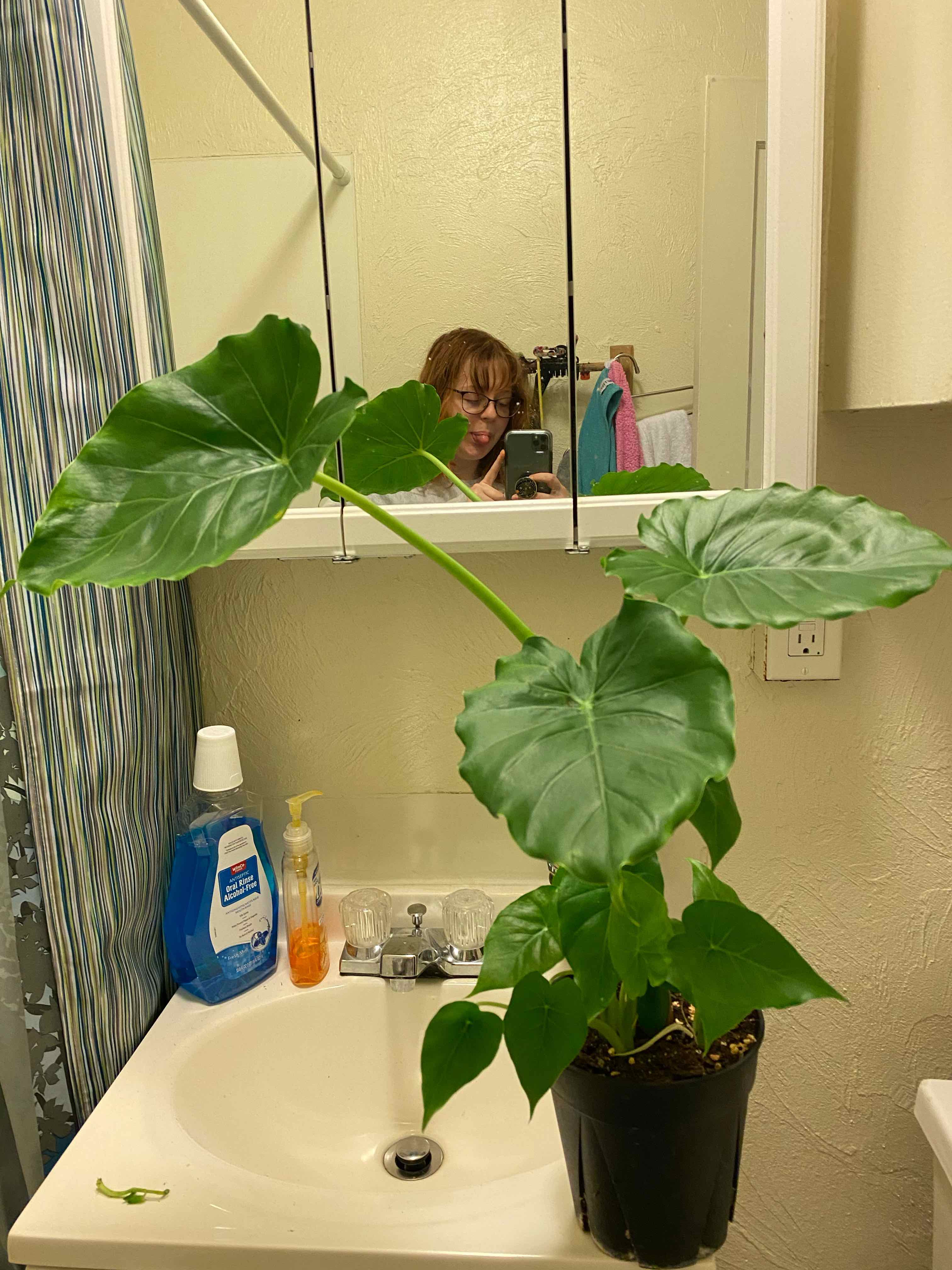 Propagating Giant Taro: The Ultimate Guide