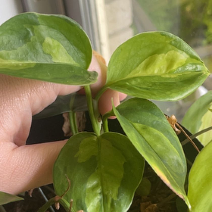 Marley | A plant by @BoldHemlock on Greg