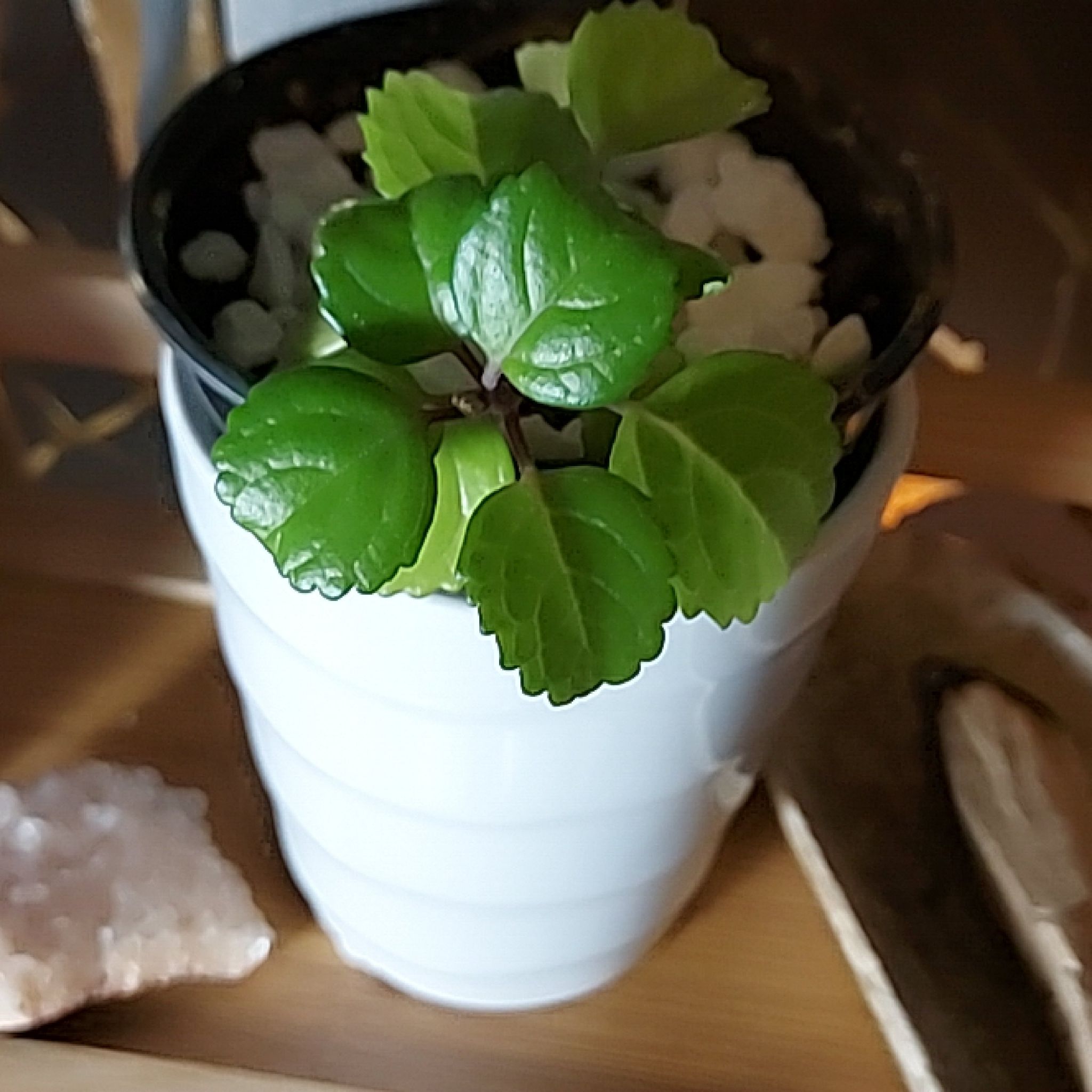 Bill Wilson plant | A plant by @GrandGasteria on Greg