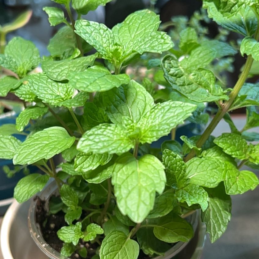 10 Benefits of Having a Yerba Buena