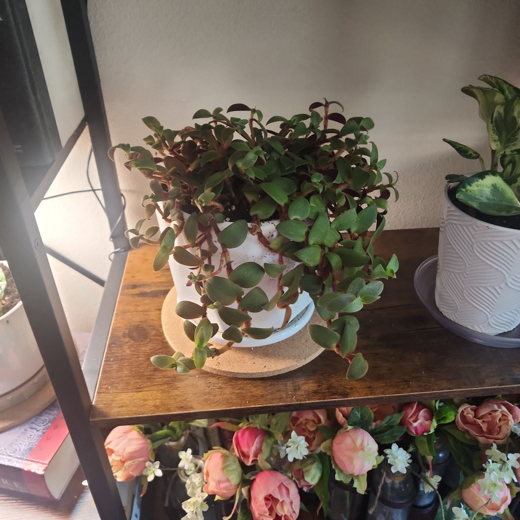 🧸 What To Do About Bugs on My Teddy Bear Vine?