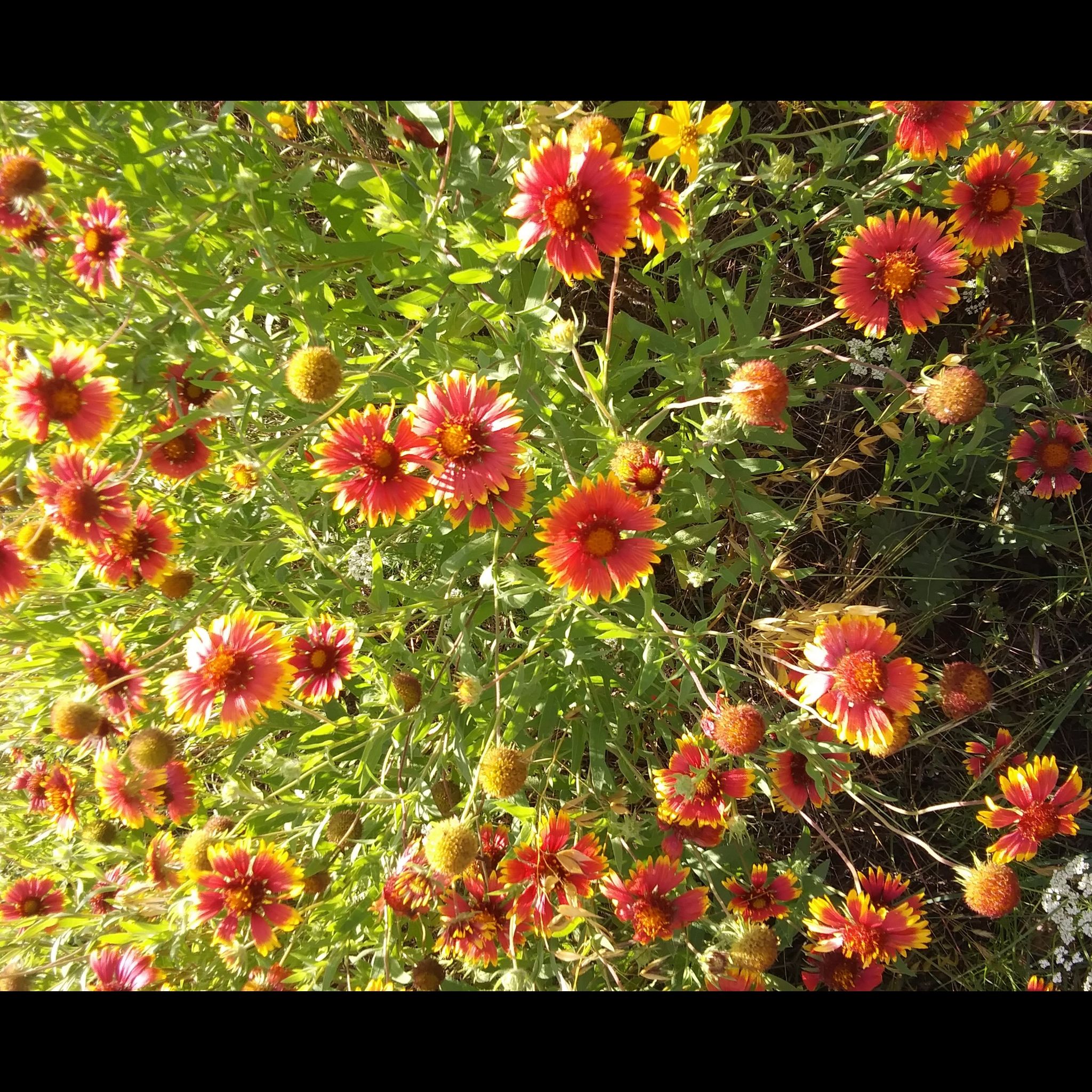Why Are My Indian Blanket Leaves Droopy? 😔
