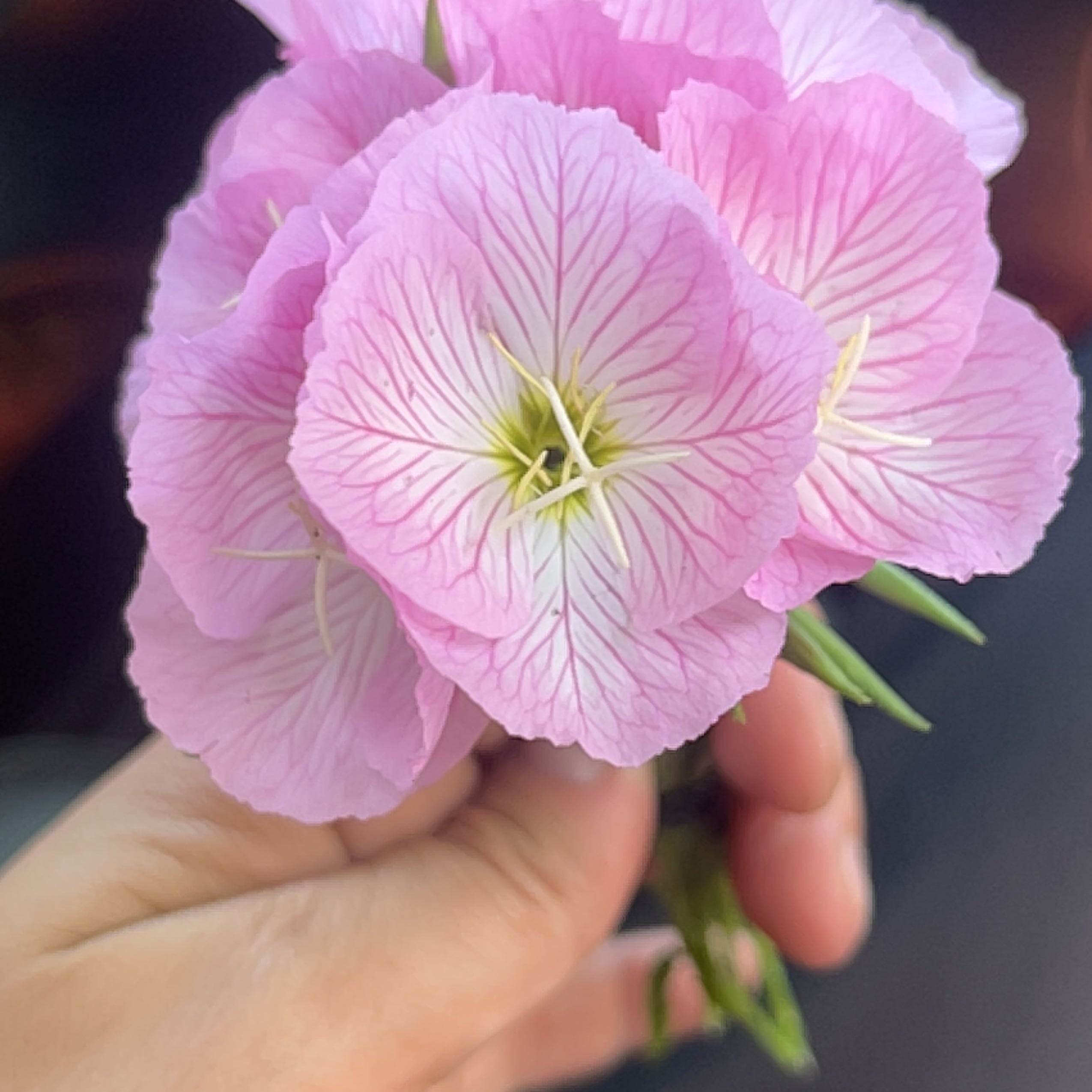Black Spots on My Showy Pink Evening Primrose Leaves
