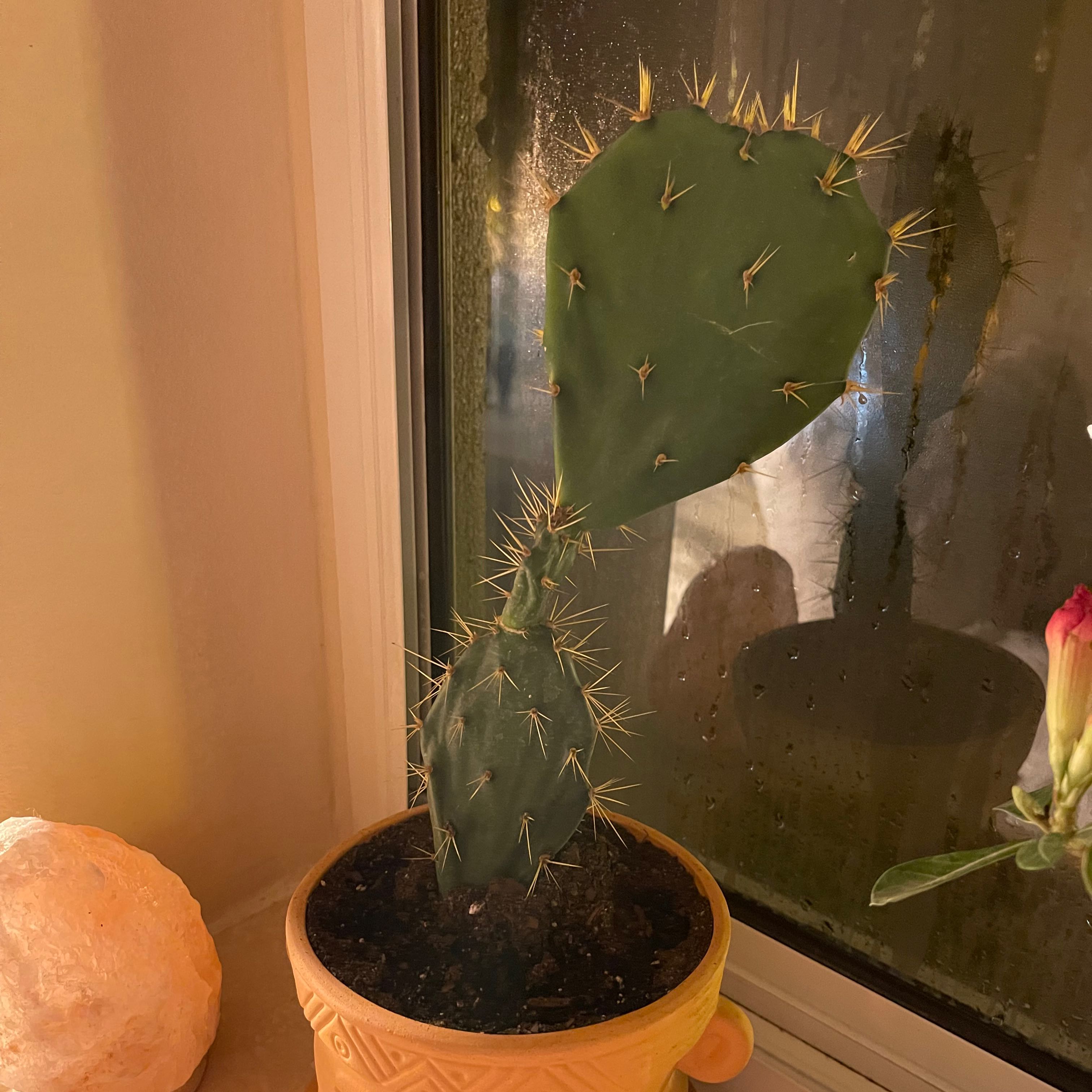 🌵 How to Propagate Your Erect Prickly Pear
