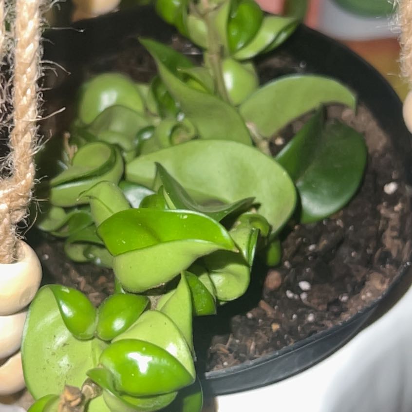 Gregarious | A plant by @PlantMimi on Greg