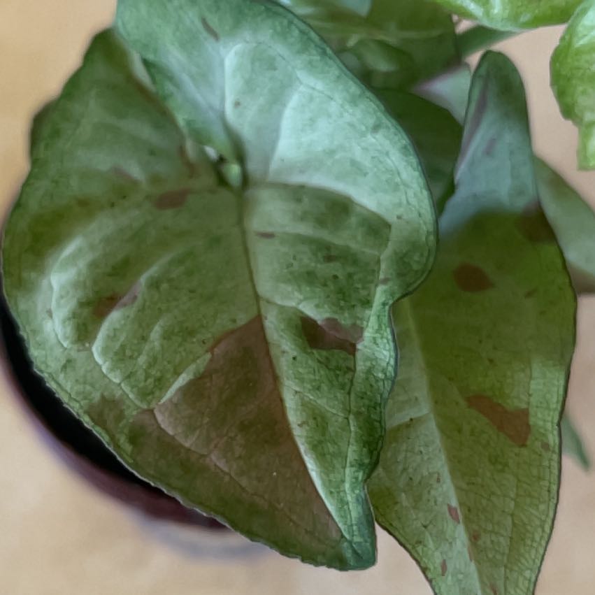 Ariel | A plant by @PlantMimi on Greg