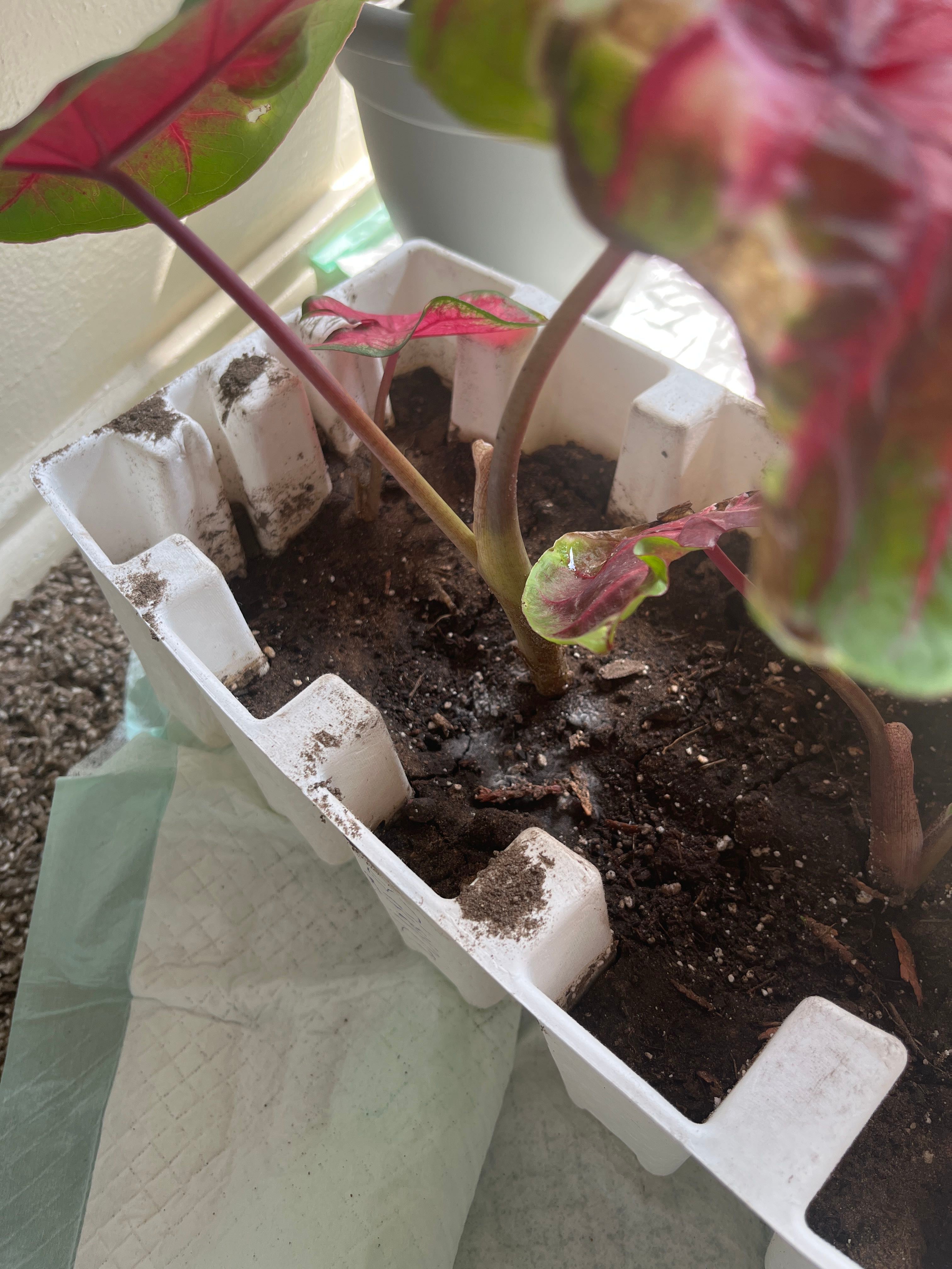 So there’s this weird white stuff, growing on the dirt ar...