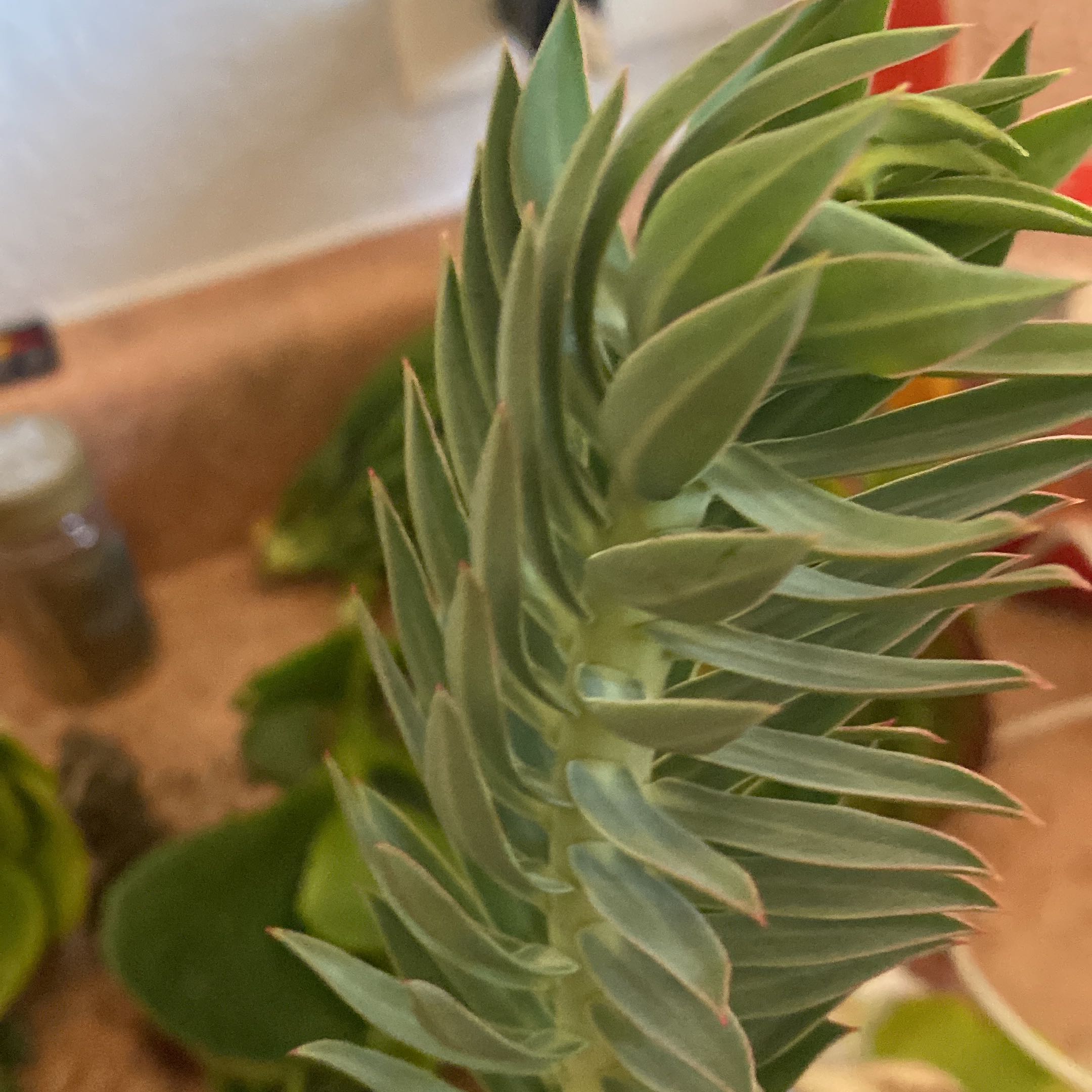 🐒 Monkey Puzzle Tree Fertilizer: How and When to Use It