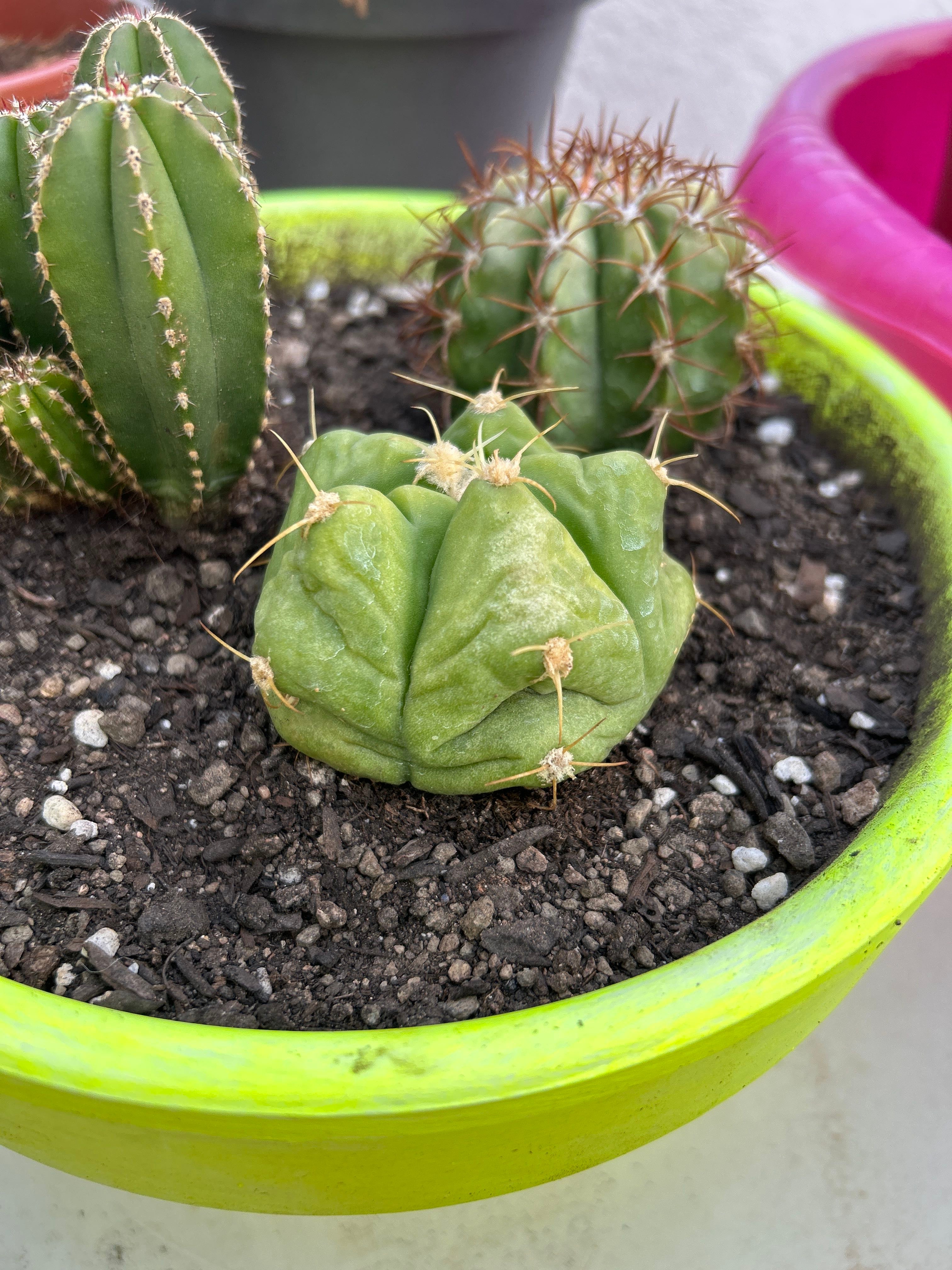 Compass Barrel Cactus Plant Care: Water, Light, Nutrients | Greg App 🌱