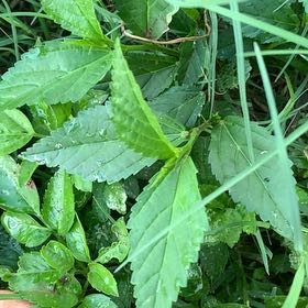 Personalized Blue Porterweed Care: Water, Light, Nutrients | Greg App