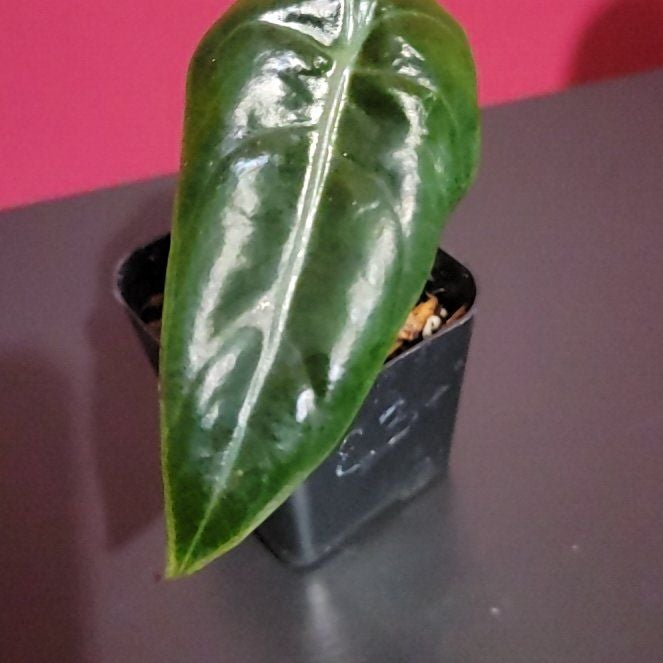 The Complete Alocasia sedenii Plant Care Guide: Water, Light & Beyond