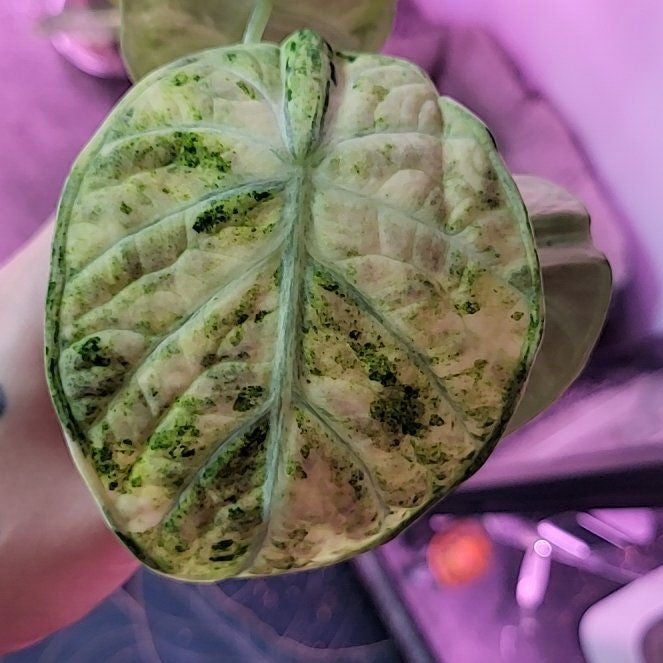 Alocasia Ninja Tri-Color Plant Care: Water, Light, Nutrients | Greg App 🌱