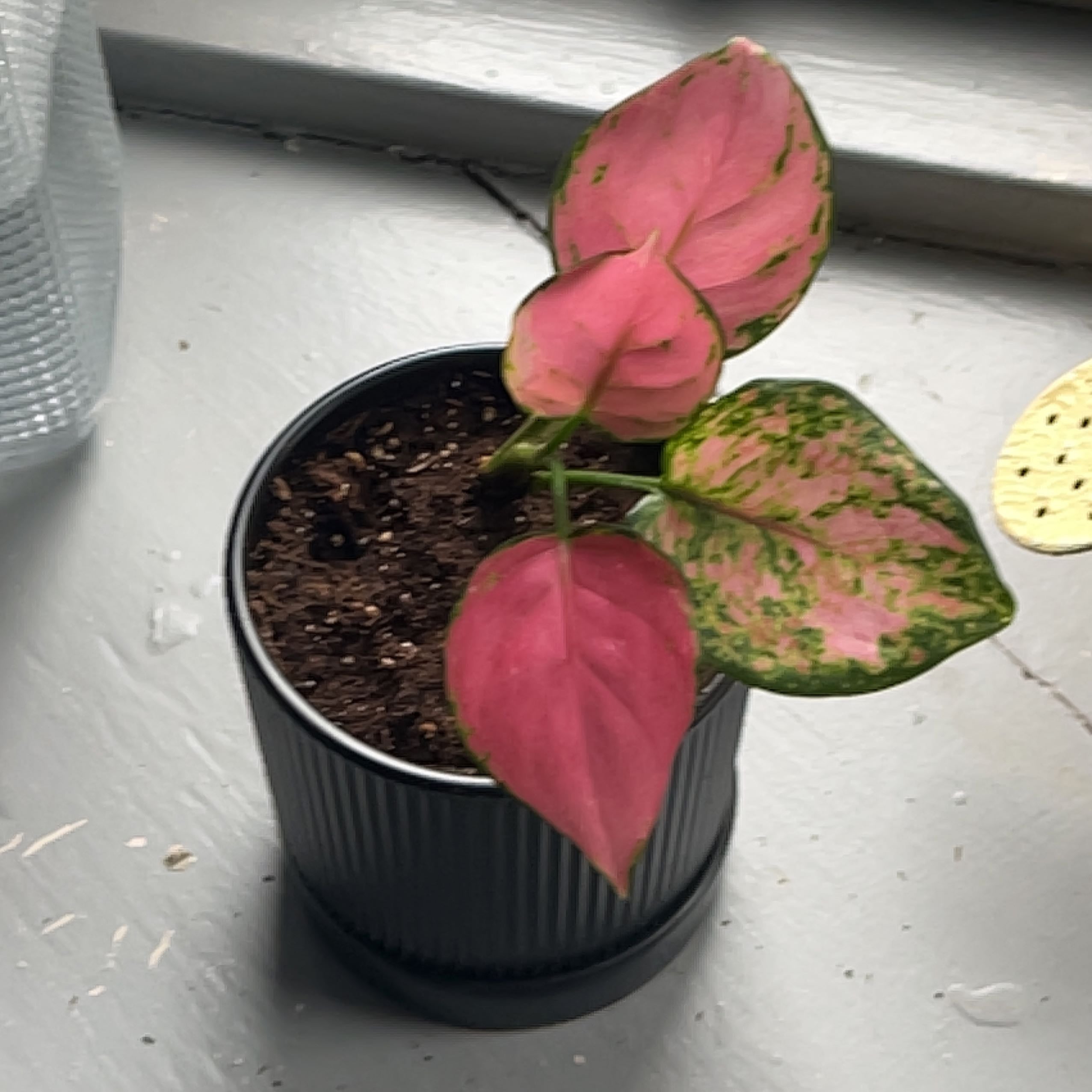 Zeus | A plant by @DearBladderpod on Greg