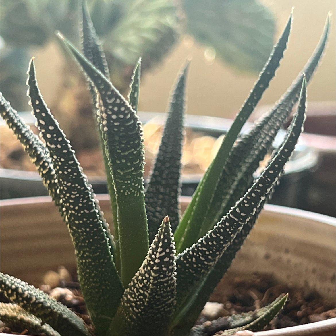 Hankey Dwarf Aloe Plant Care: Water, Light, Nutrients | Greg App 🌱