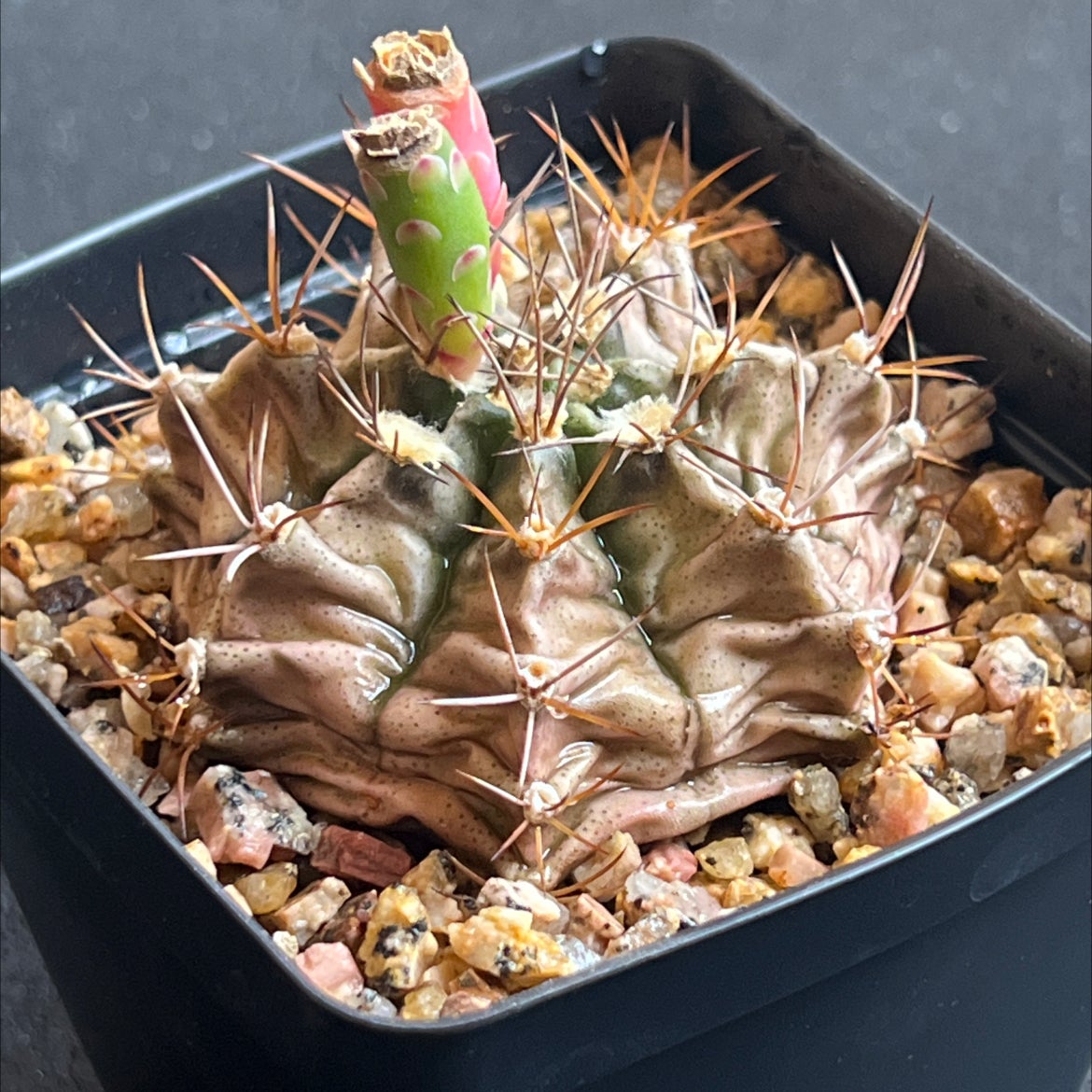 Why Are There Brown Spots on My Gymnocalycium stenopleurum?