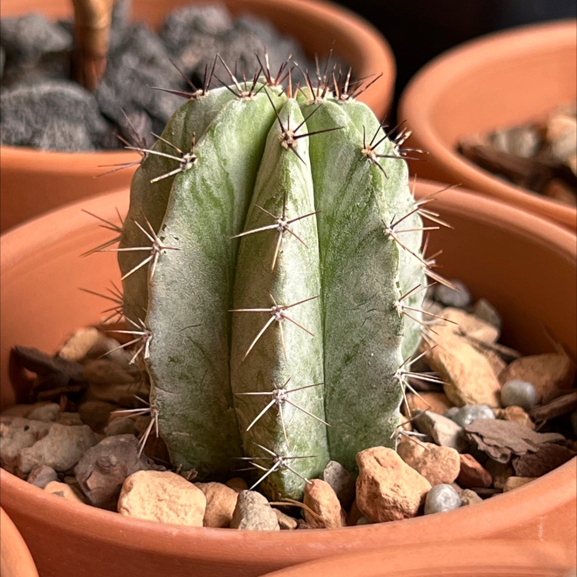 🌵 What Temperature Does My Gray Ghost Organ Pipe Need?