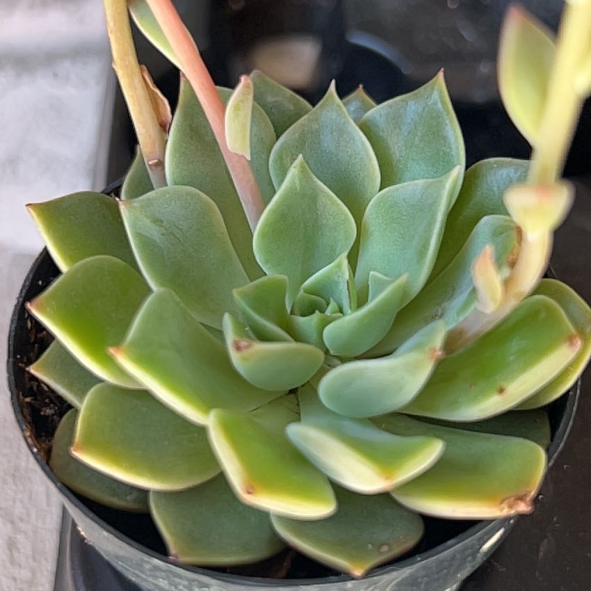 Why Are There Brown Spots on My Taciveria 'Tasha'?