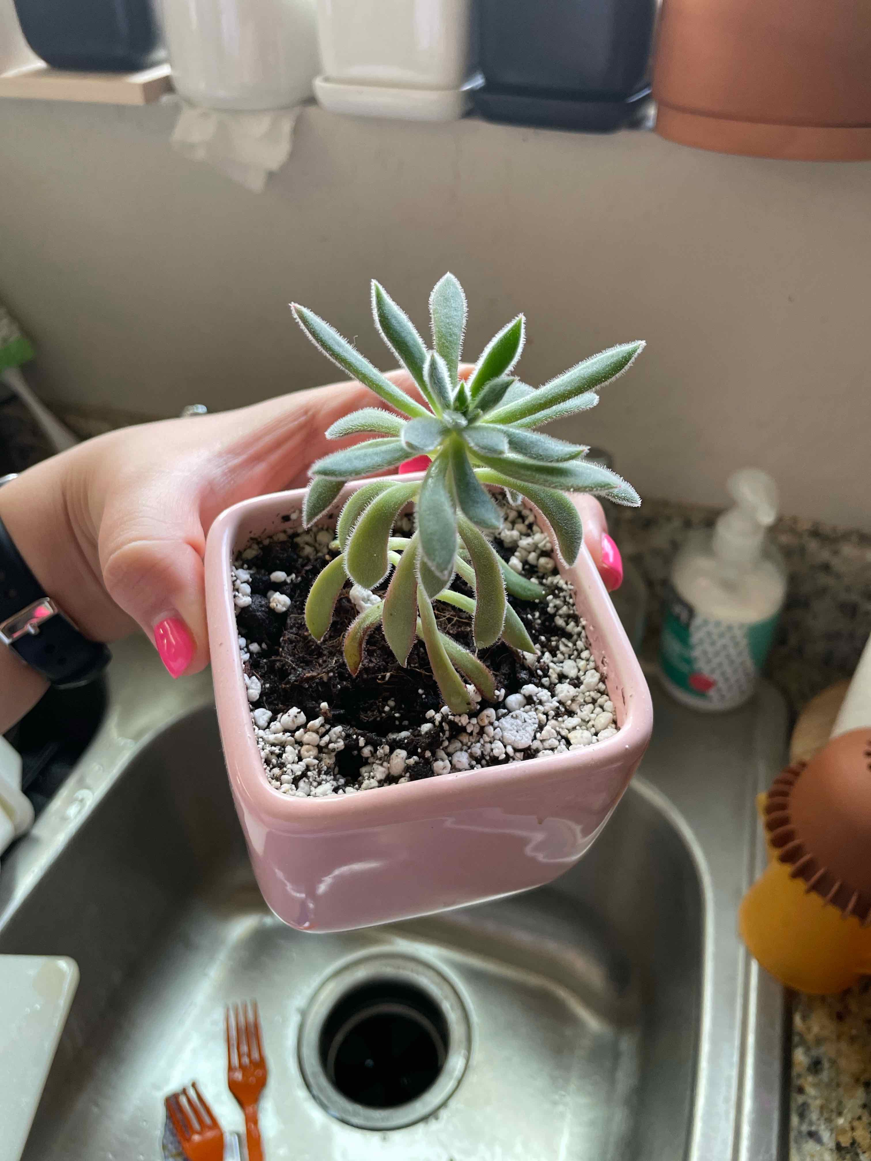 How to Prune Echeveria 'Arrow Setosa'