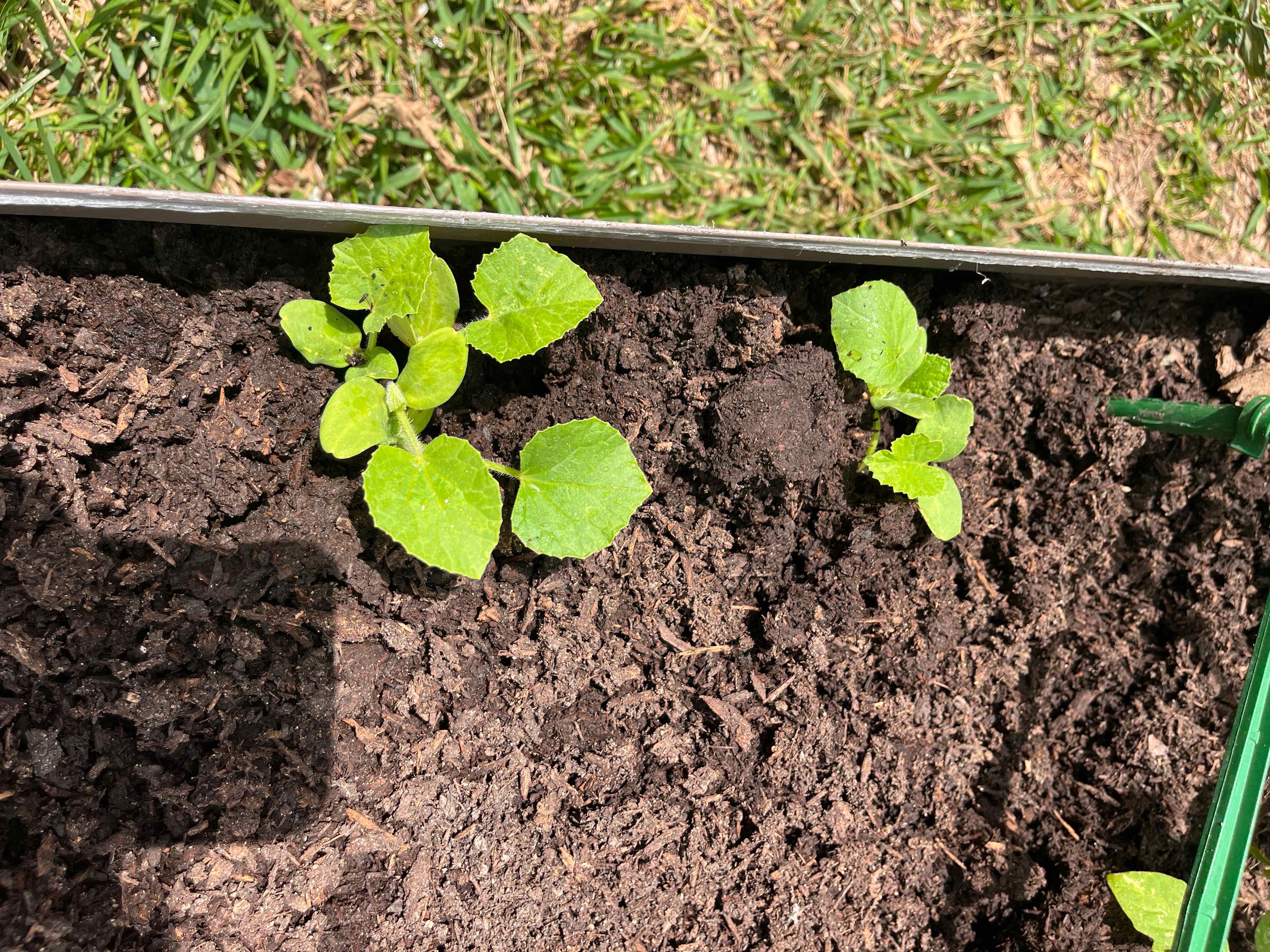 Choosing Fertilizer For My Melon