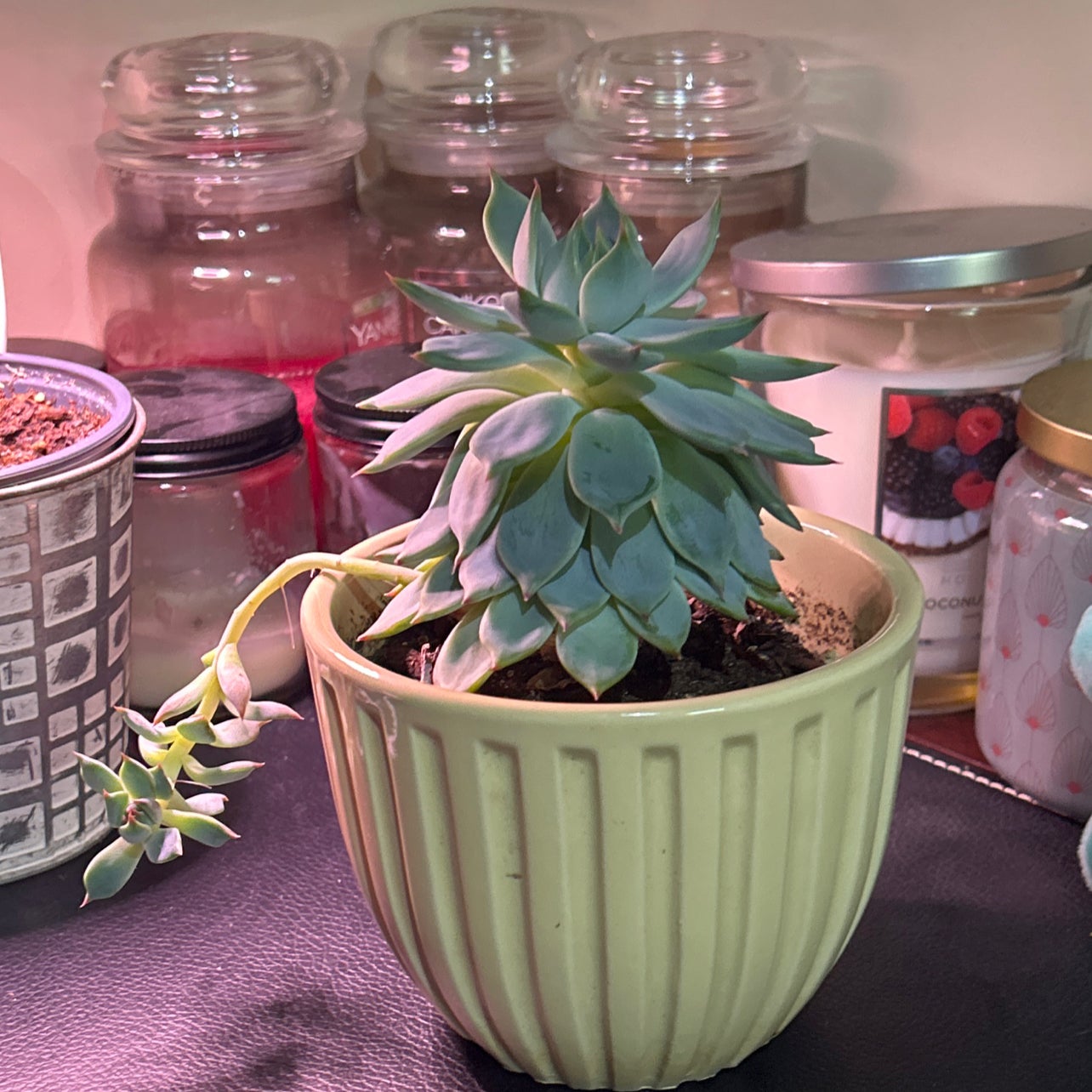 How Can You Tell If A Echeveria 'Tippy' Is Dying?
