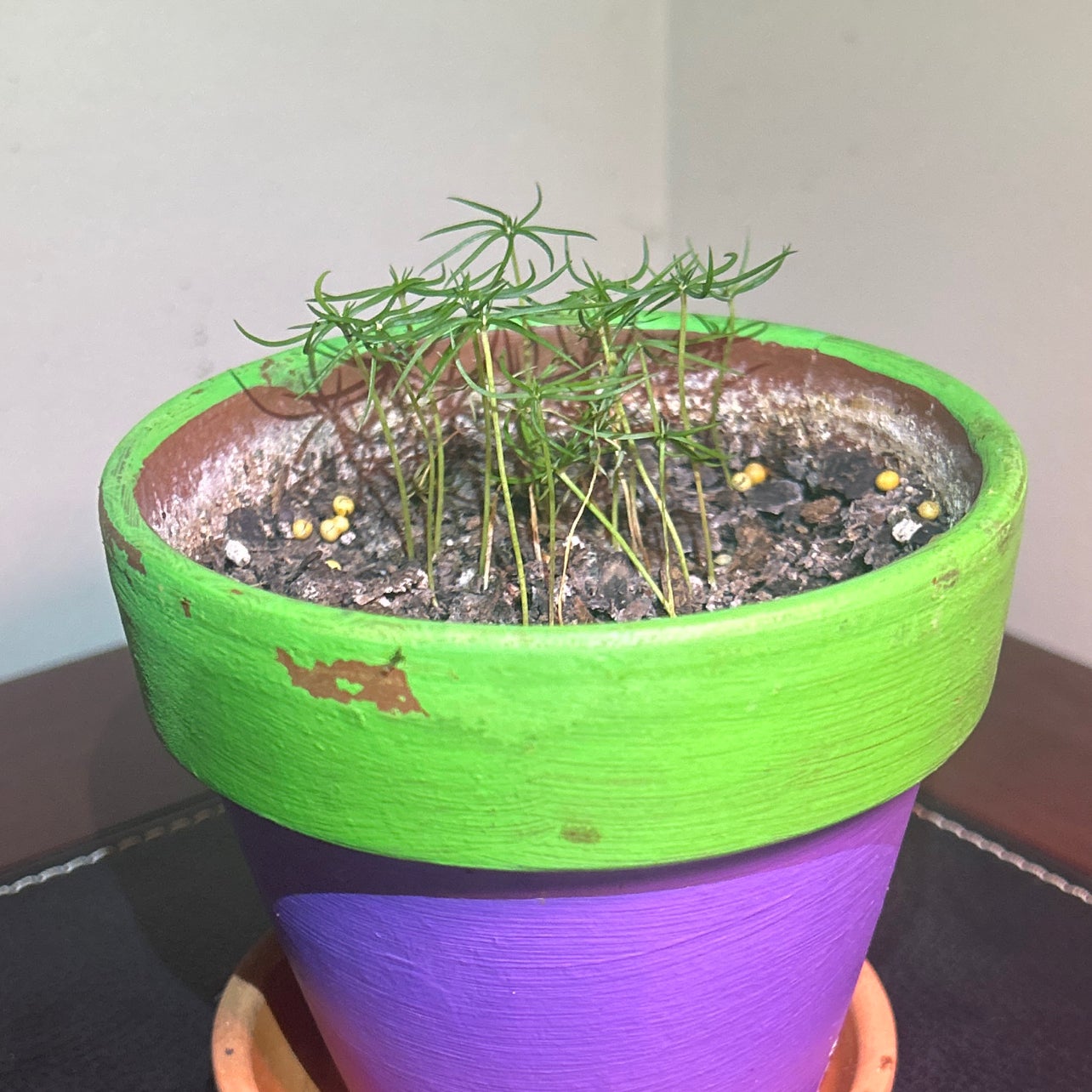 How Do I Cure Blue Spruce Root Rot?