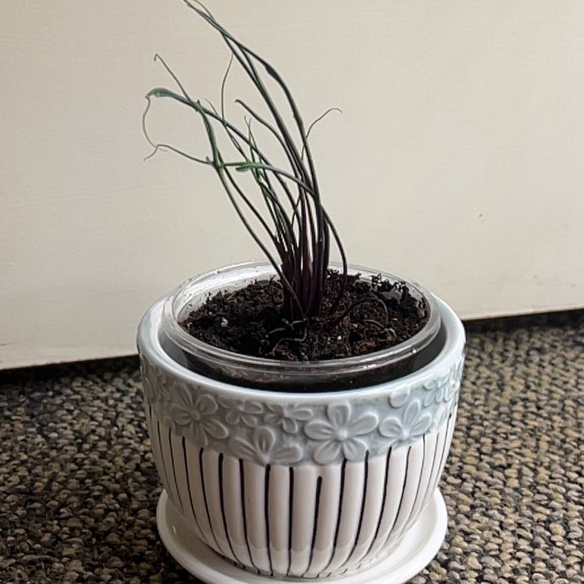 Alocasia 'Flying Squid' Plant Care: Water, Light, Nutrients | Greg App 🌱