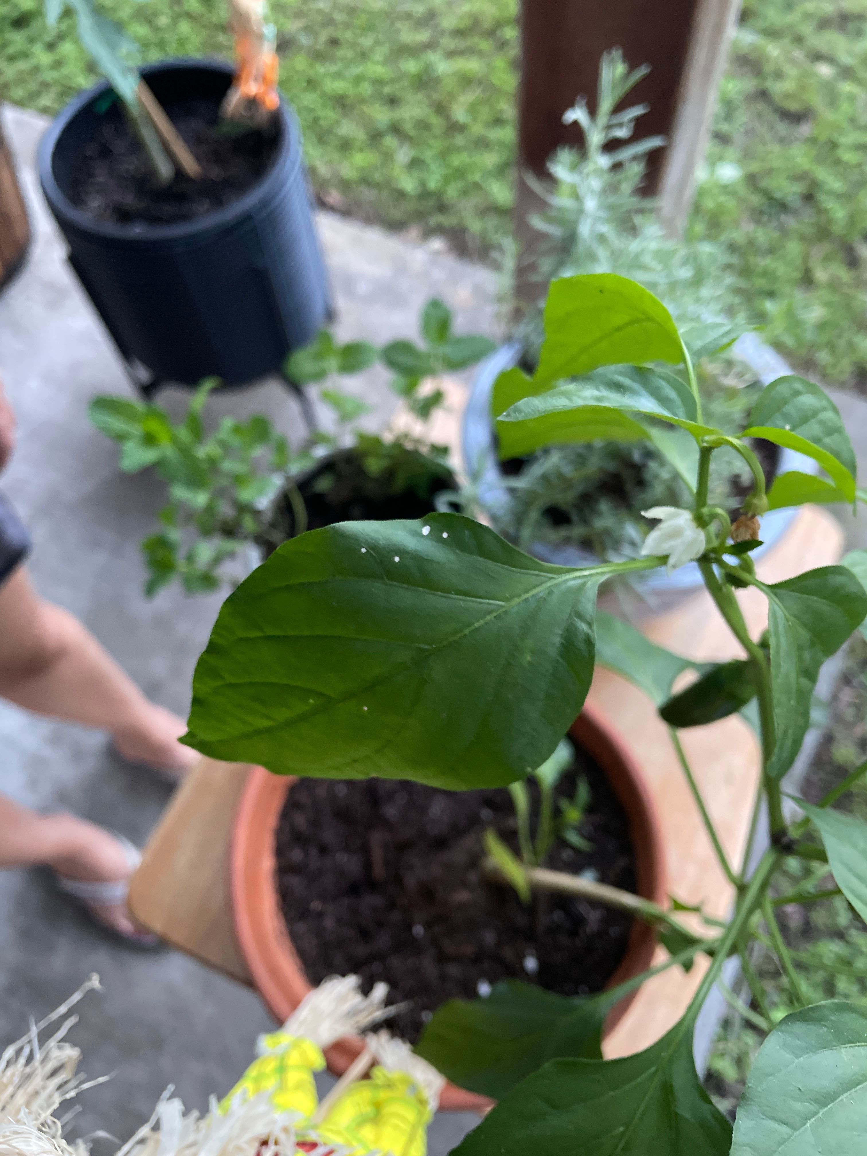 Mysterio | A plant by @GodsGarden on Greg