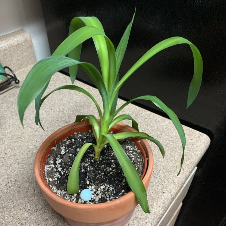 Propagating Your Corn Plant: Step-by-step Guide