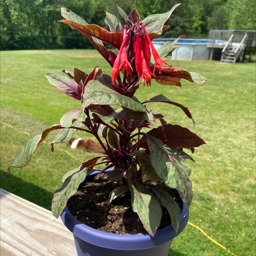 The Complete Firecracker Fuchsia Plant Care Guide: Water, Light & Beyond