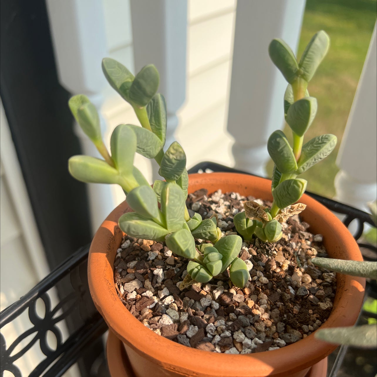 Propagating Astridia velutina: The Ultimate Guide