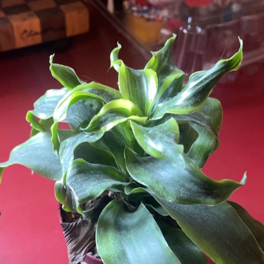 Propagating Your Corn Plant: Step-by-step Guide