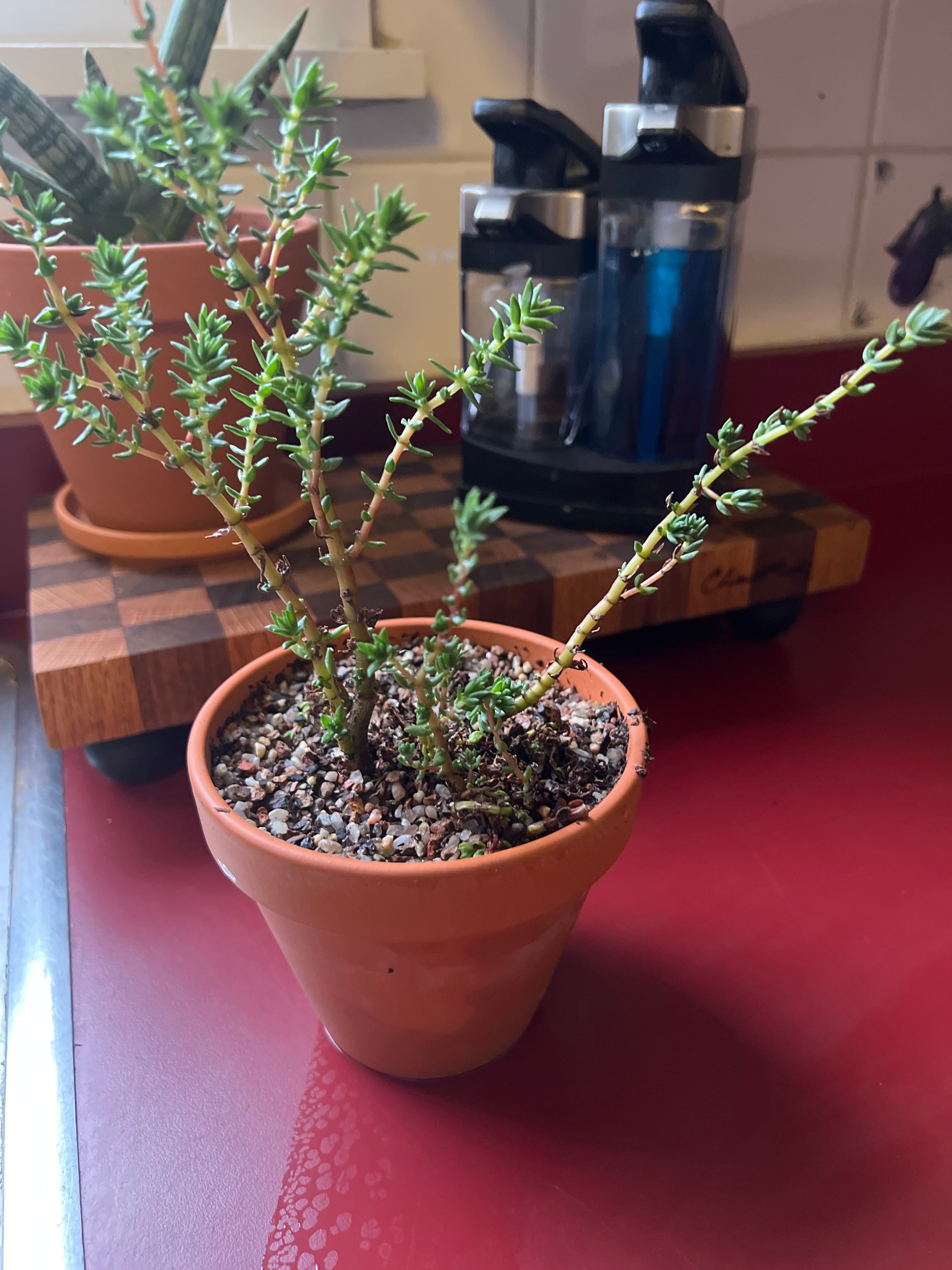 🌲 How to Know When to Repot a Miniature Pine Tree?