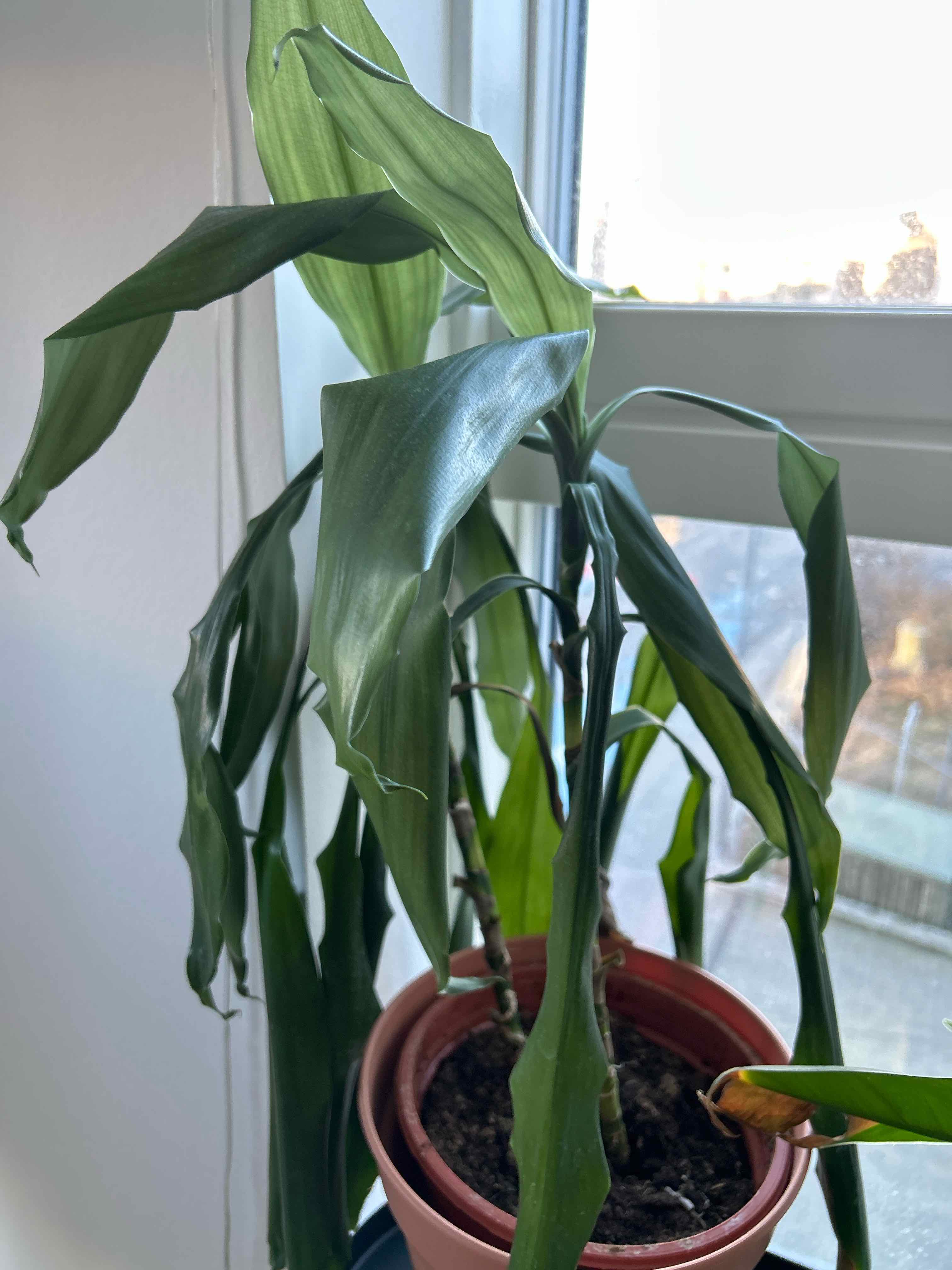 Dragon tree Care 101: Water, Light & Growing Tips