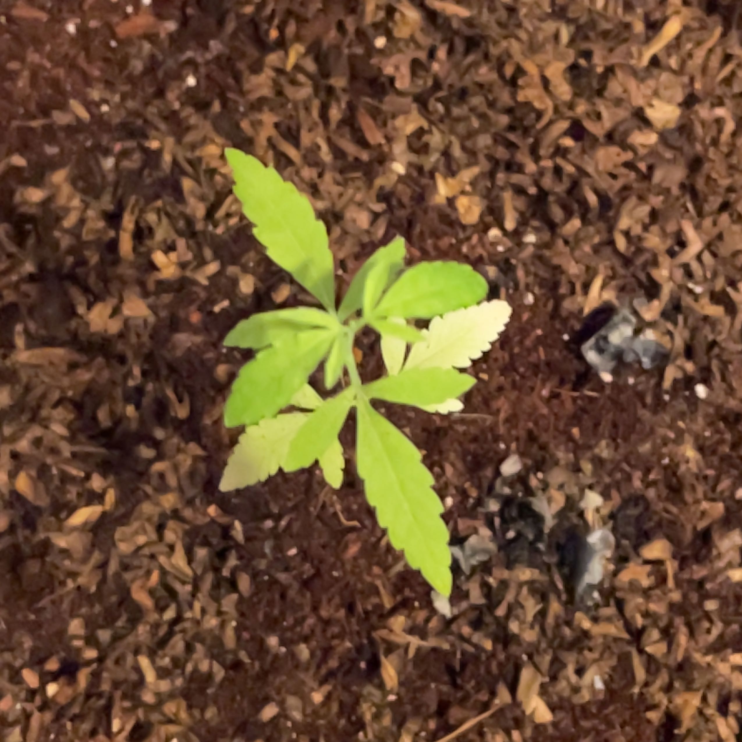 Messi | A plant by @QuietCobnut on Greg