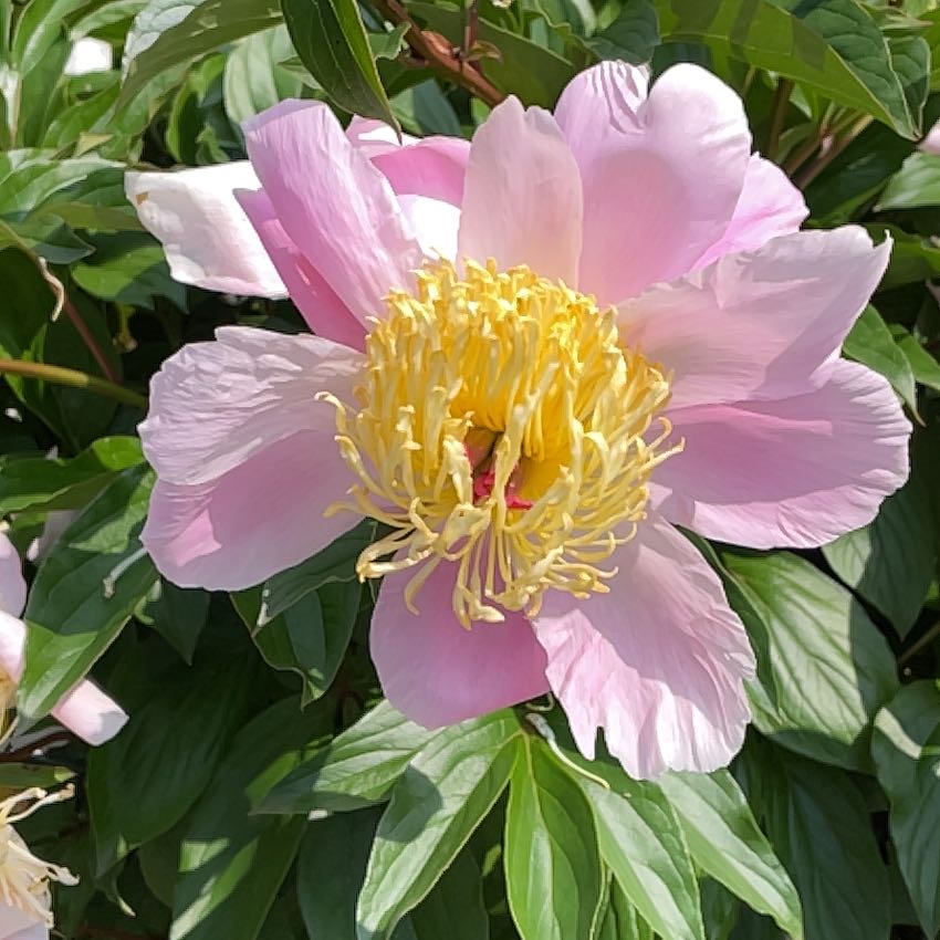 How Do I Fix common peony root rot?