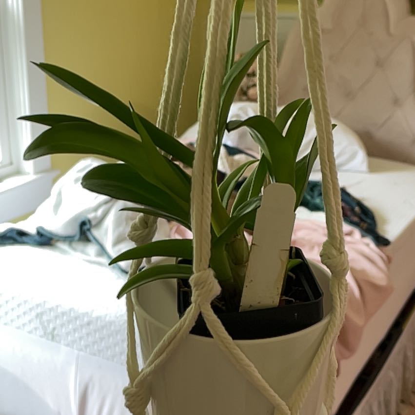 The Complete Dendrobium 'Lorrie Mortimer' Plant Care Guide: Water ...