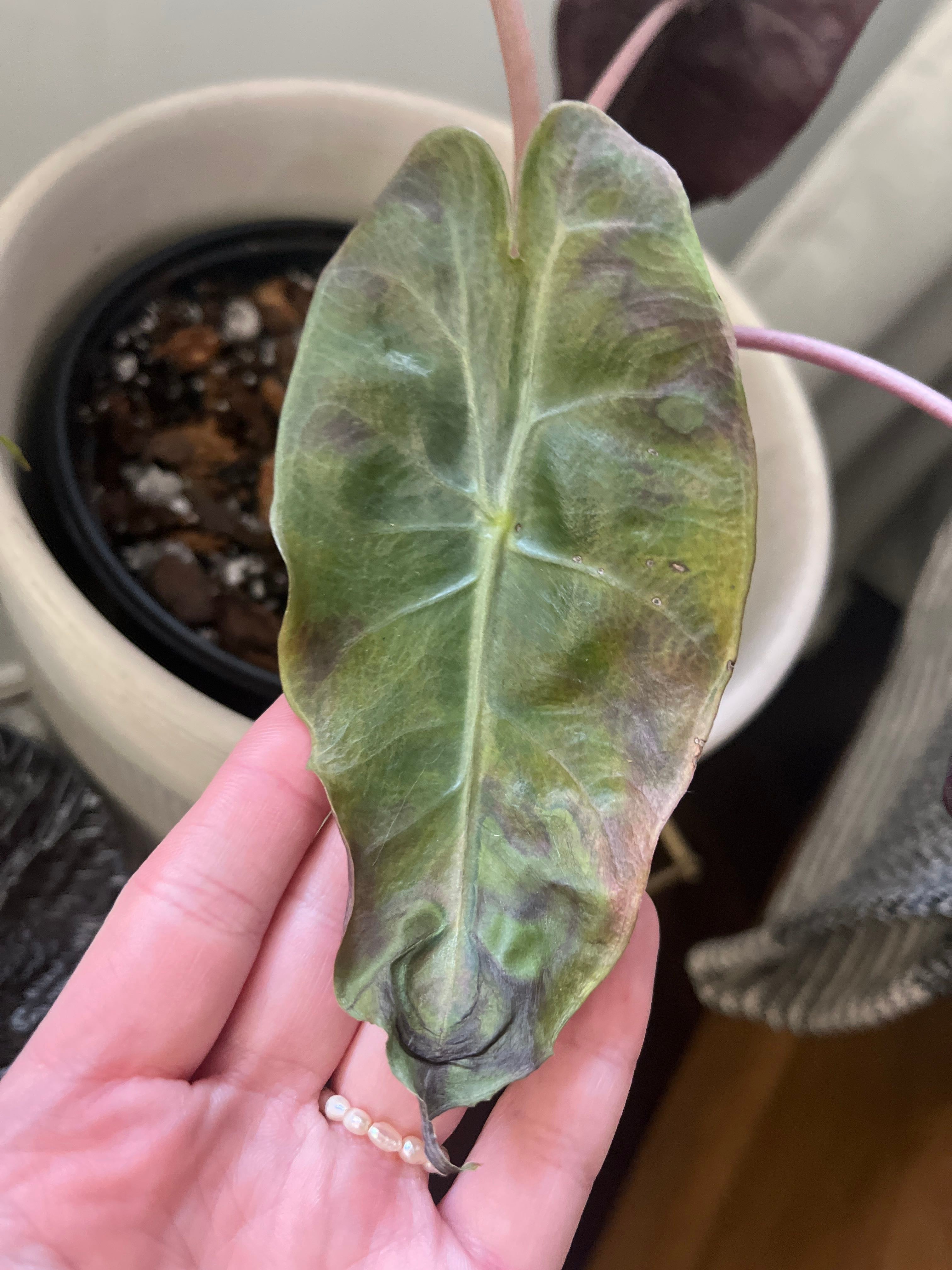 Alocasia Pink Dragon Plant Care: Water, Light, Nutrients | Greg App 🌱