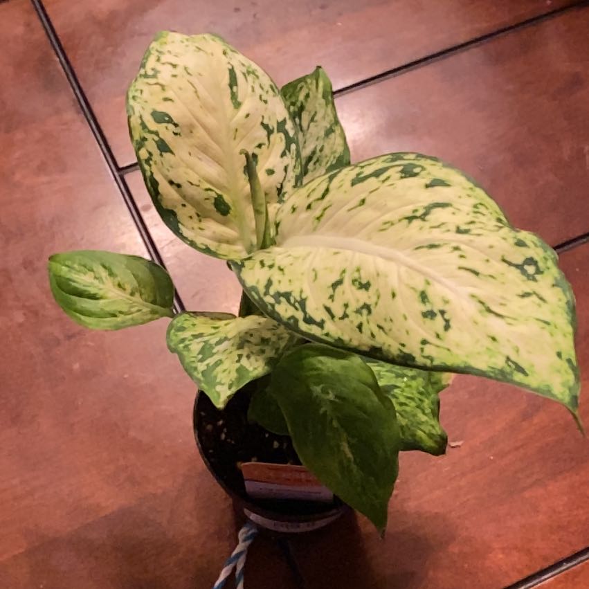 Nemo | A plant by @VibrantRemuremu on Greg