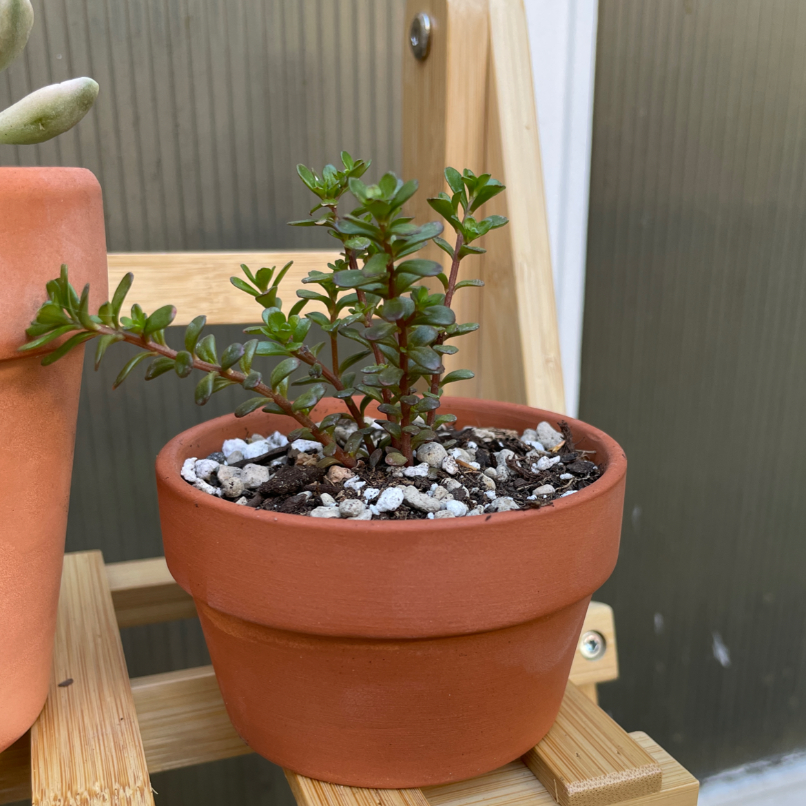 The Complete Sedum makinoi 'Salsa Verde' Plant Care Guide: Water, Light ...