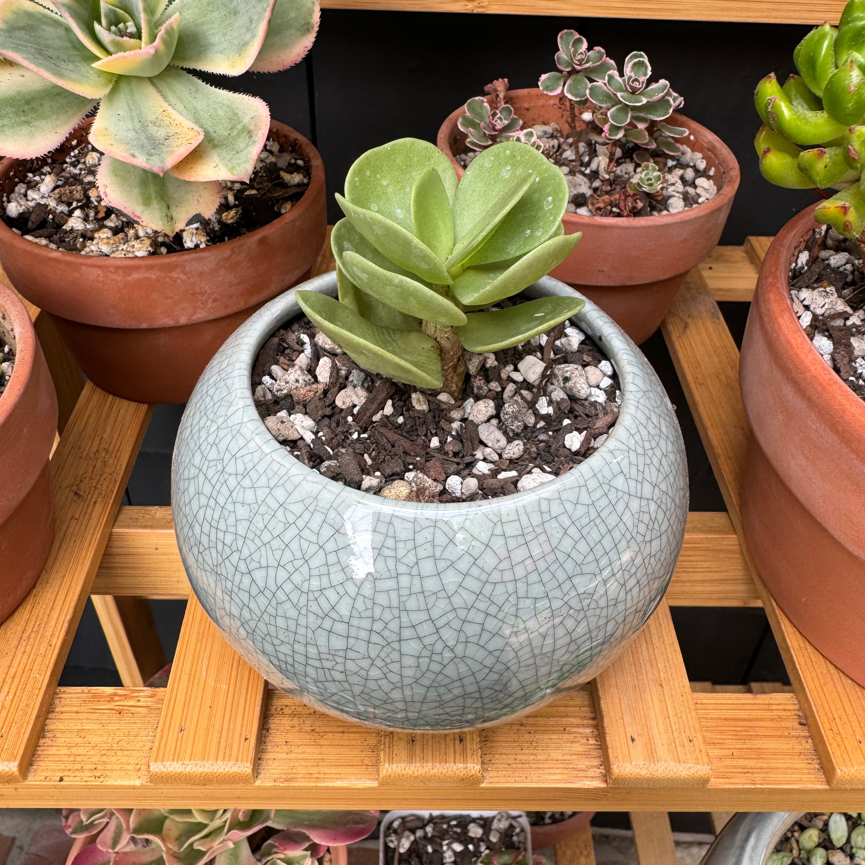 Portulacaria molokiniensis 'Maraca' Plant Care: Water, Light, Nutrients ...